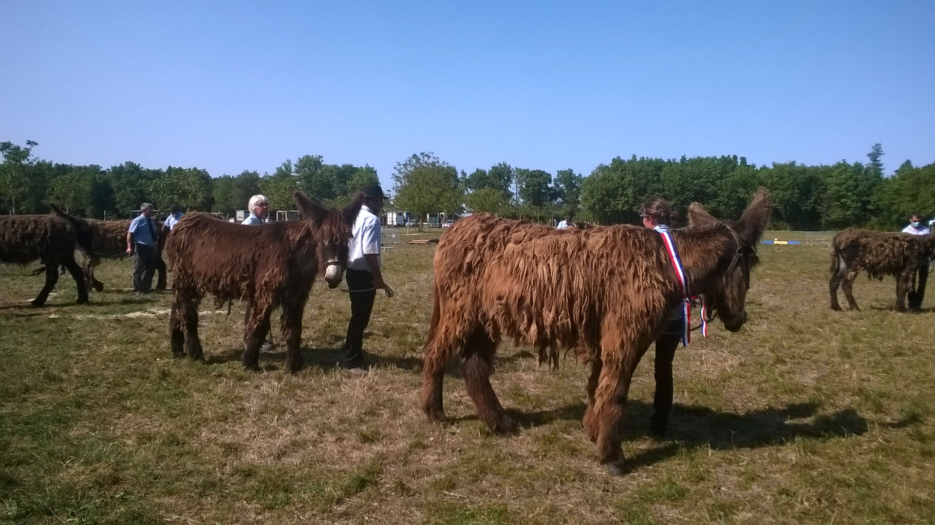 Bienvenue sur le site des baudets de Valorge - Les baudets de Valorge