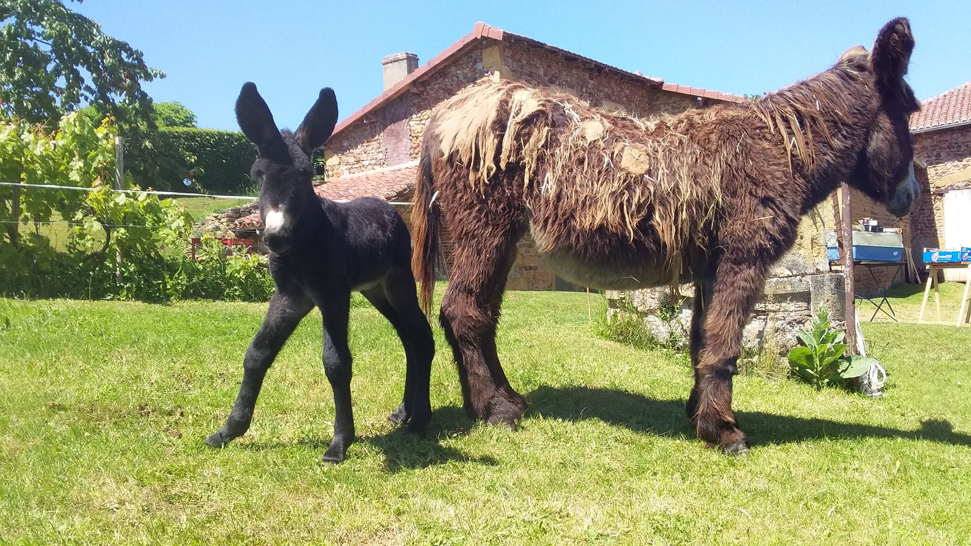 Bienvenue sur le site des baudets de Valorge - Les baudets de Valorge