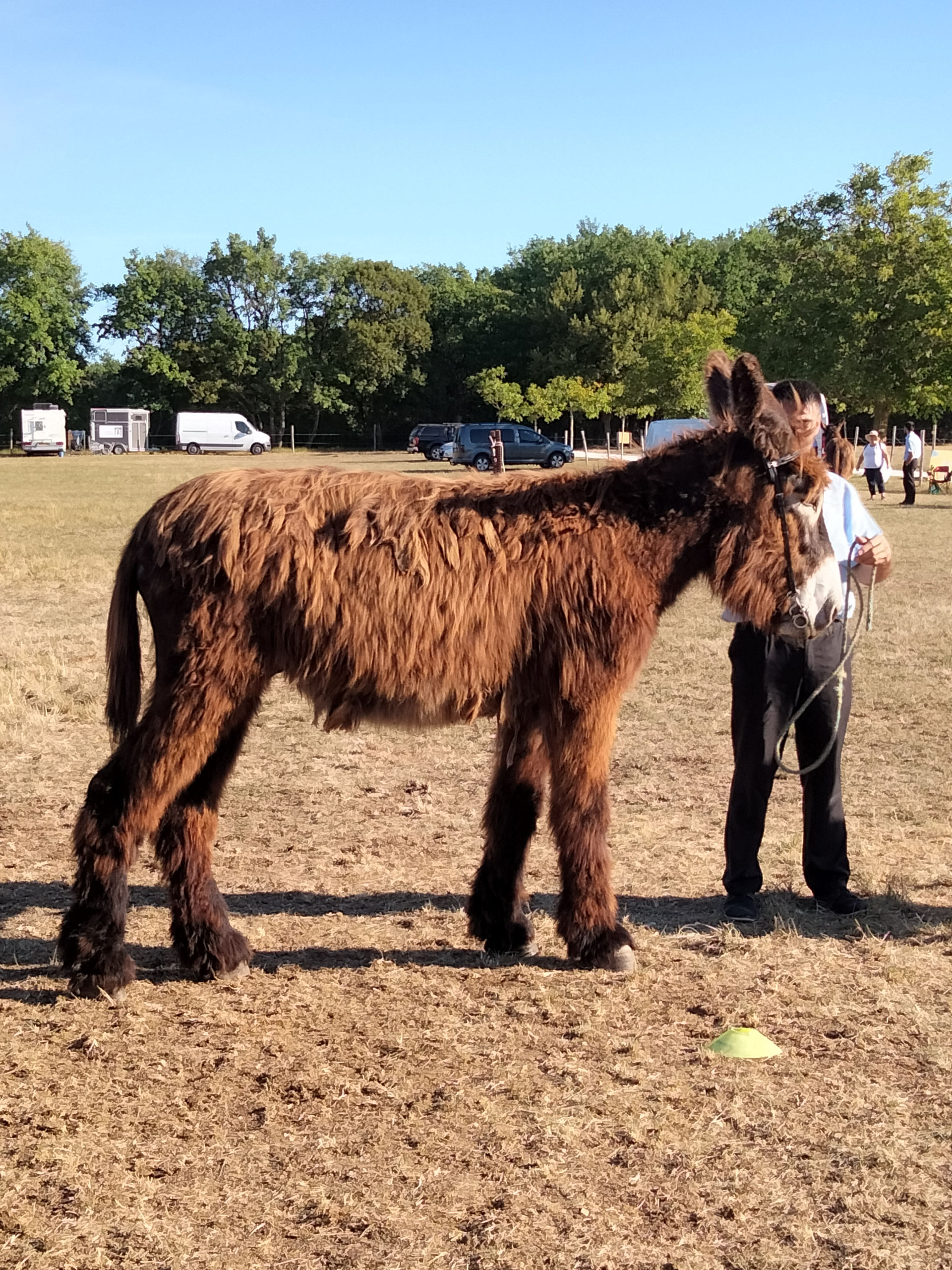 Bienvenue sur le site des baudets de Valorge - Les baudets de Valorge