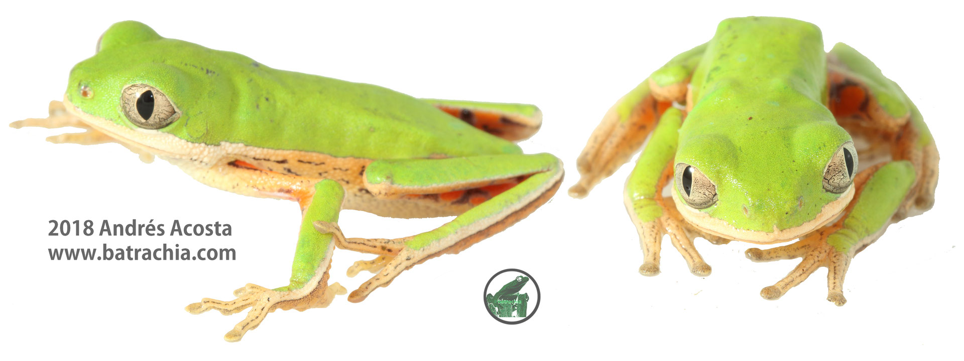 Pithecopus (1) - Lista de Los Anfibios de Colombia