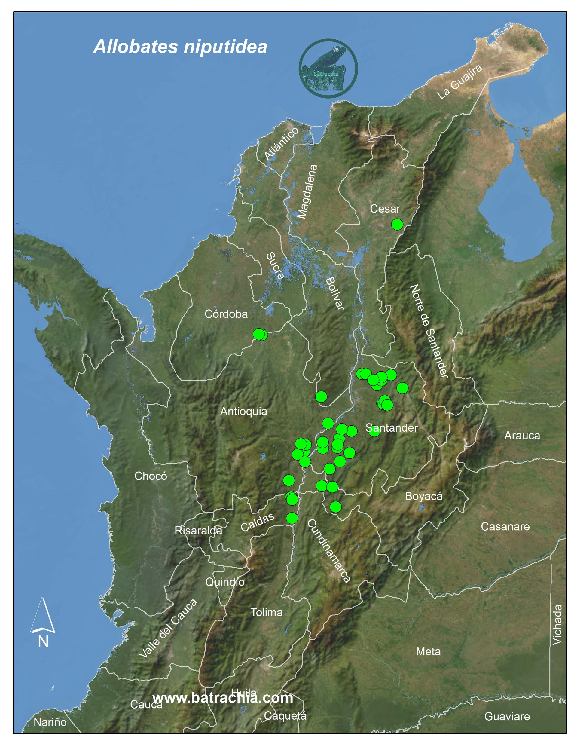 Allobates niputidea - Lista de Los Anfibios de Colombia
