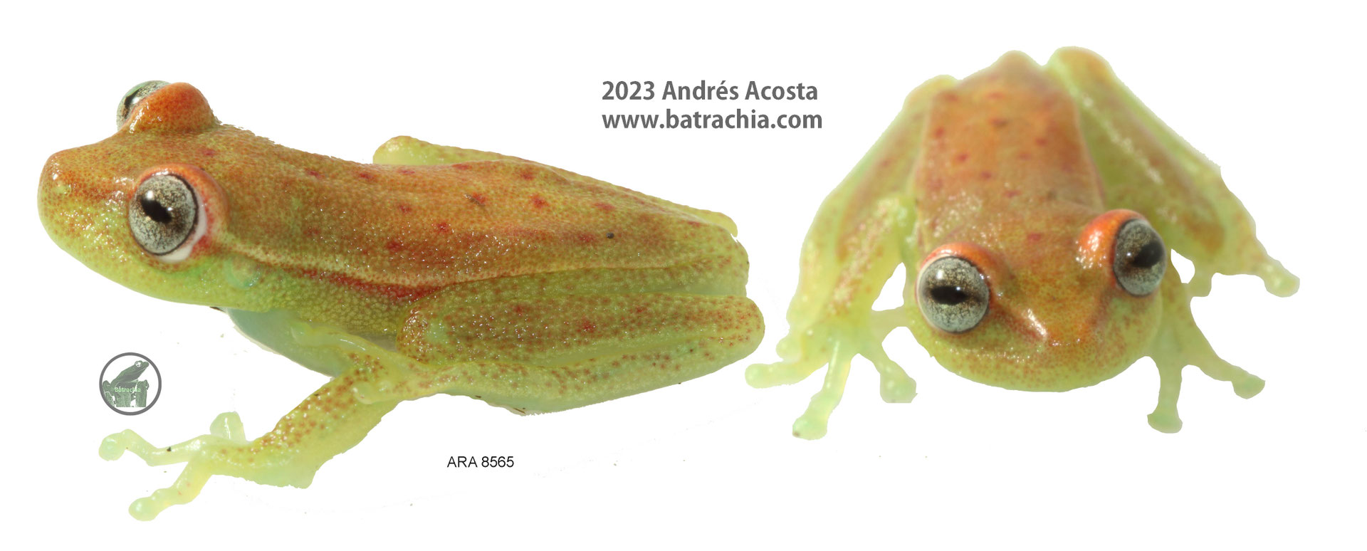 Boana punctata - Lista de Los Anfibios de Colombia