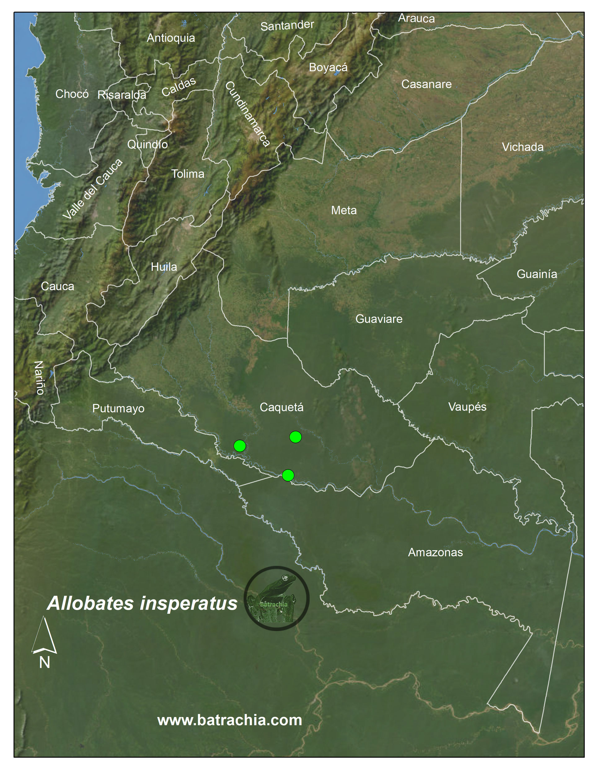 Allobates insperatus - Lista de Los Anfibios de Colombia