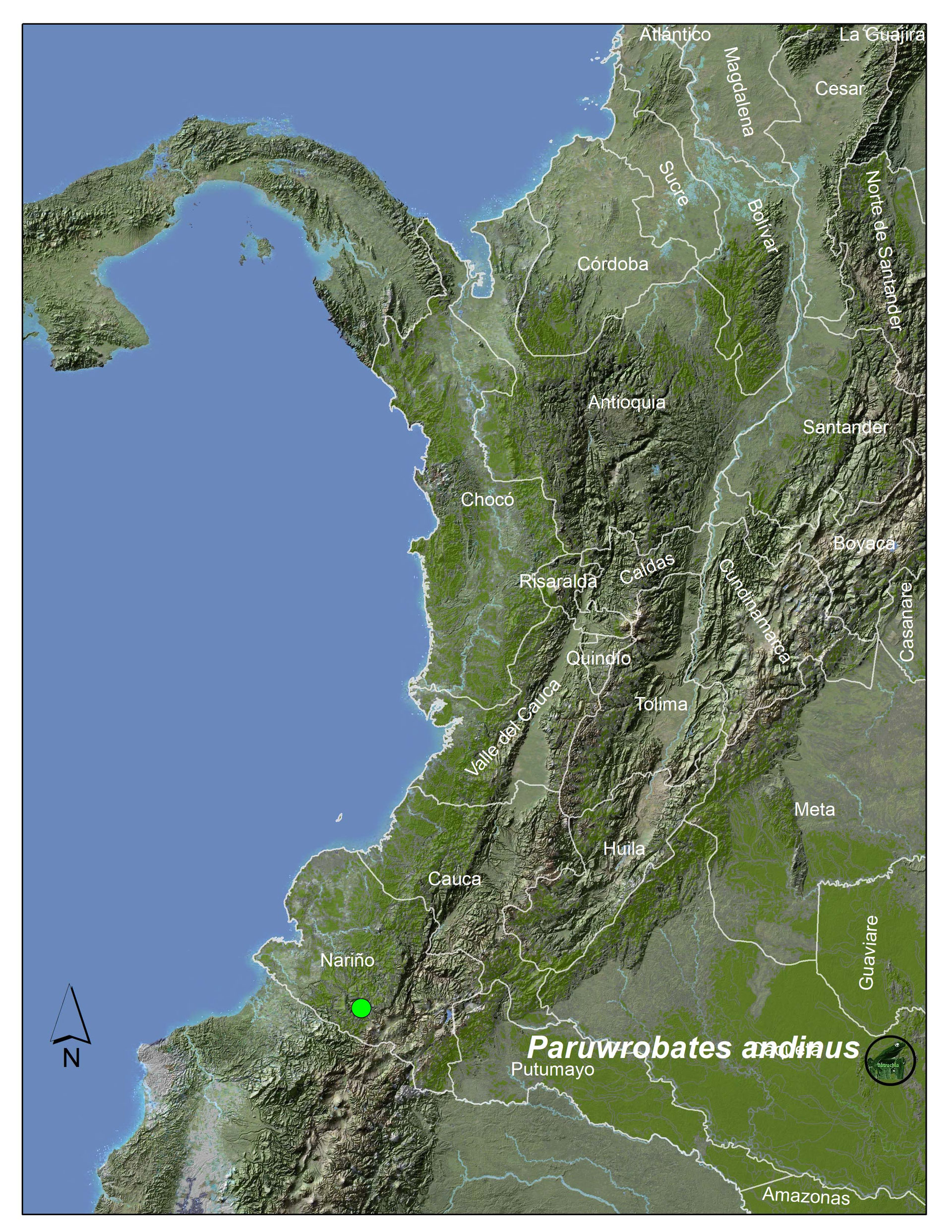 Paruwrobates (1 sp.) - Lista de Los Anfibios de Colombia