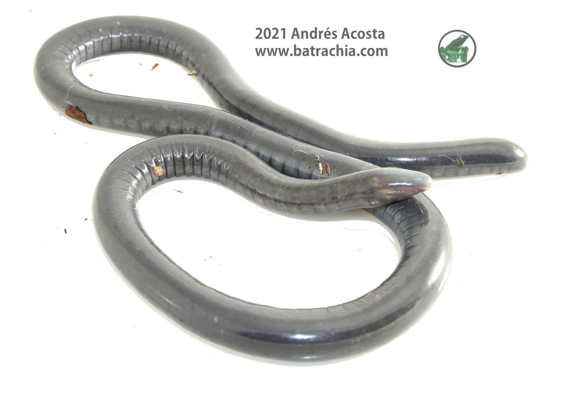 Caecilia atelolepis - Lista de Los Anfibios de Colombia