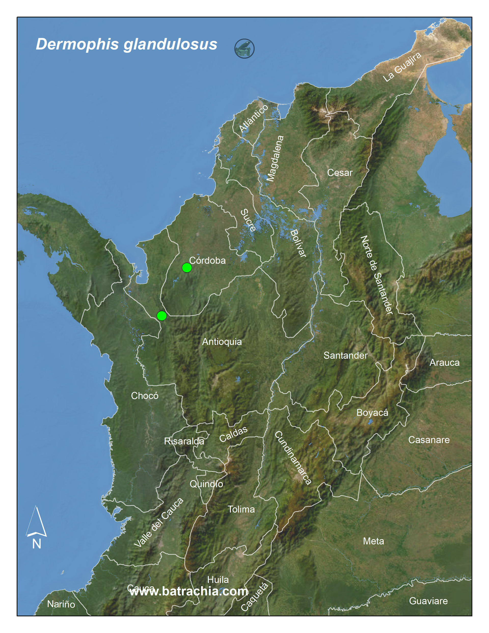 Dermophis (1 sp.) - Lista de Los Anfibios de Colombia