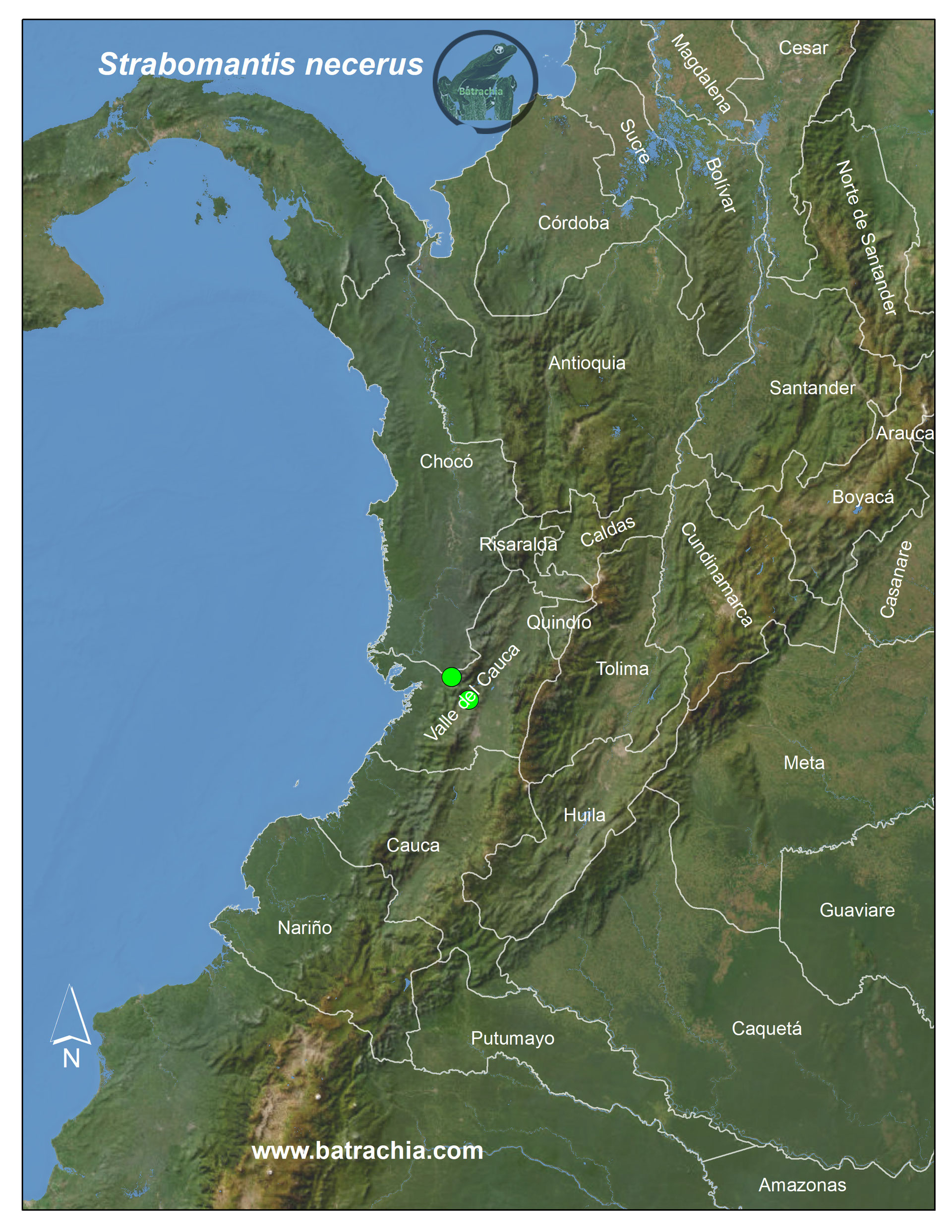 Strabomantis necerus - Lista de Los Anfibios de Colombia