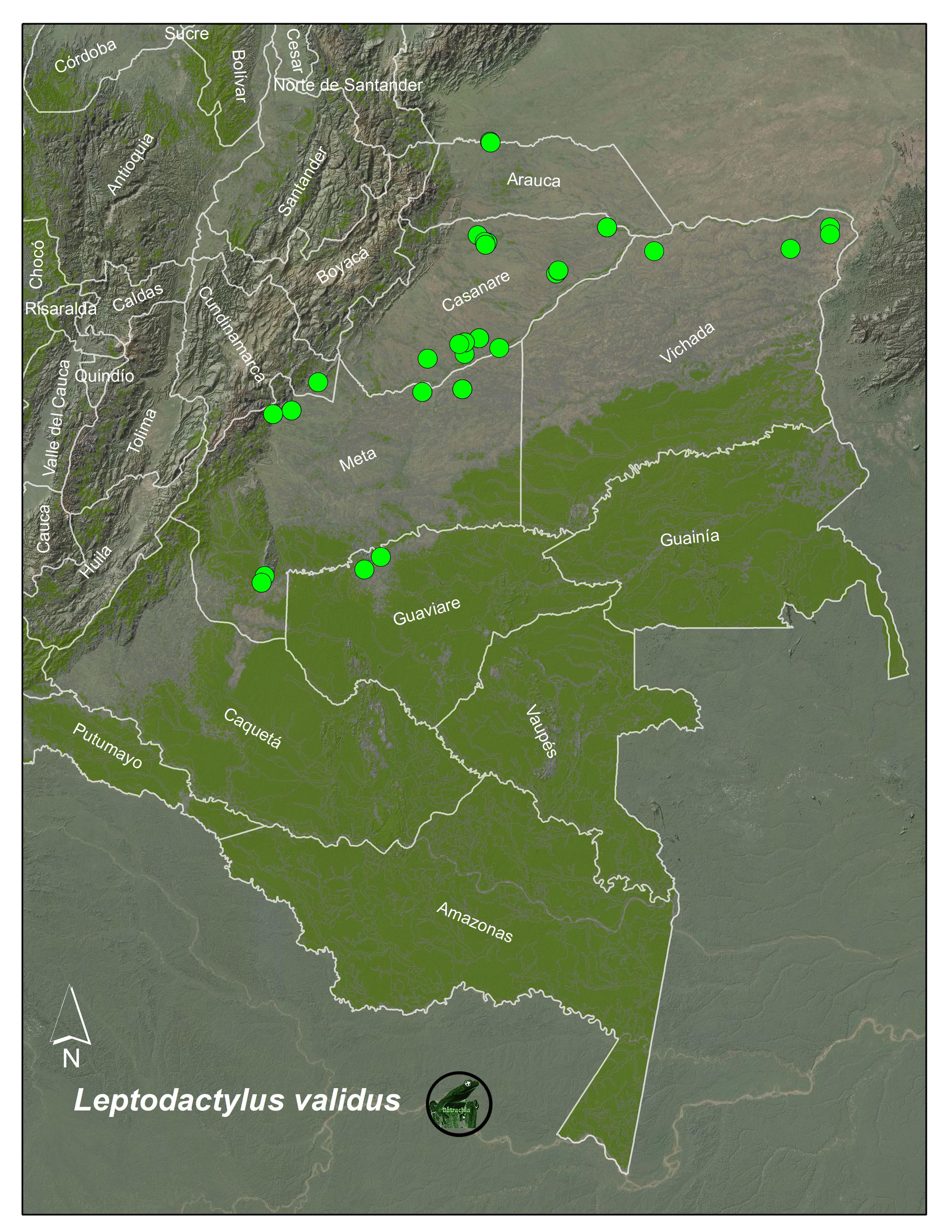Leptodactylus validus - Lista de Los Anfibios de Colombia