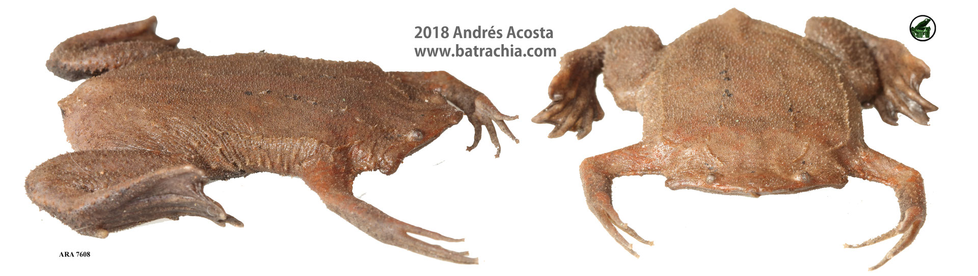 Pipa pipa - Lista de Los Anfibios de Colombia