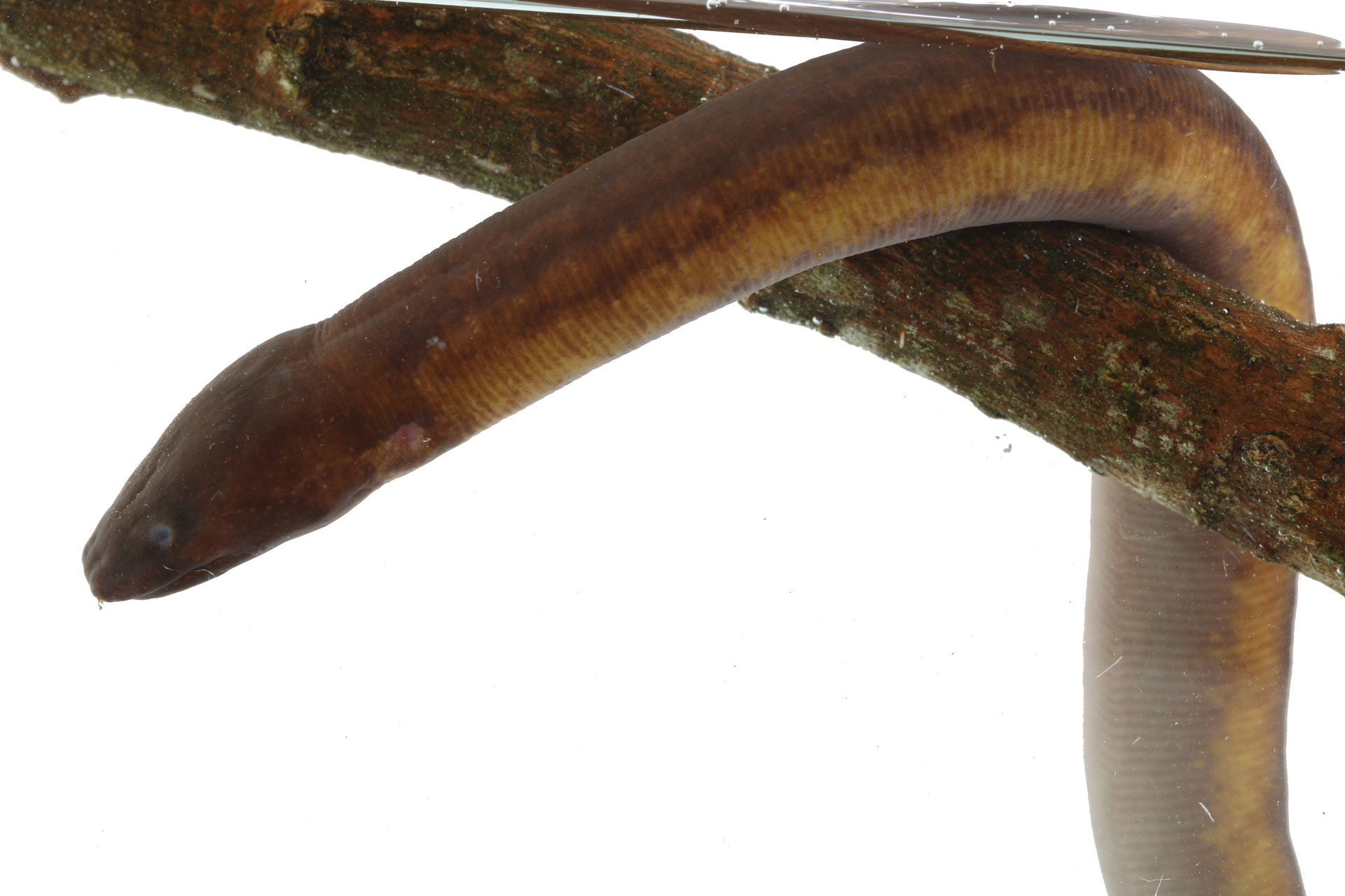 Rhinatrematidae (5 spp.) - Lista de Los Anfibios de Colombia