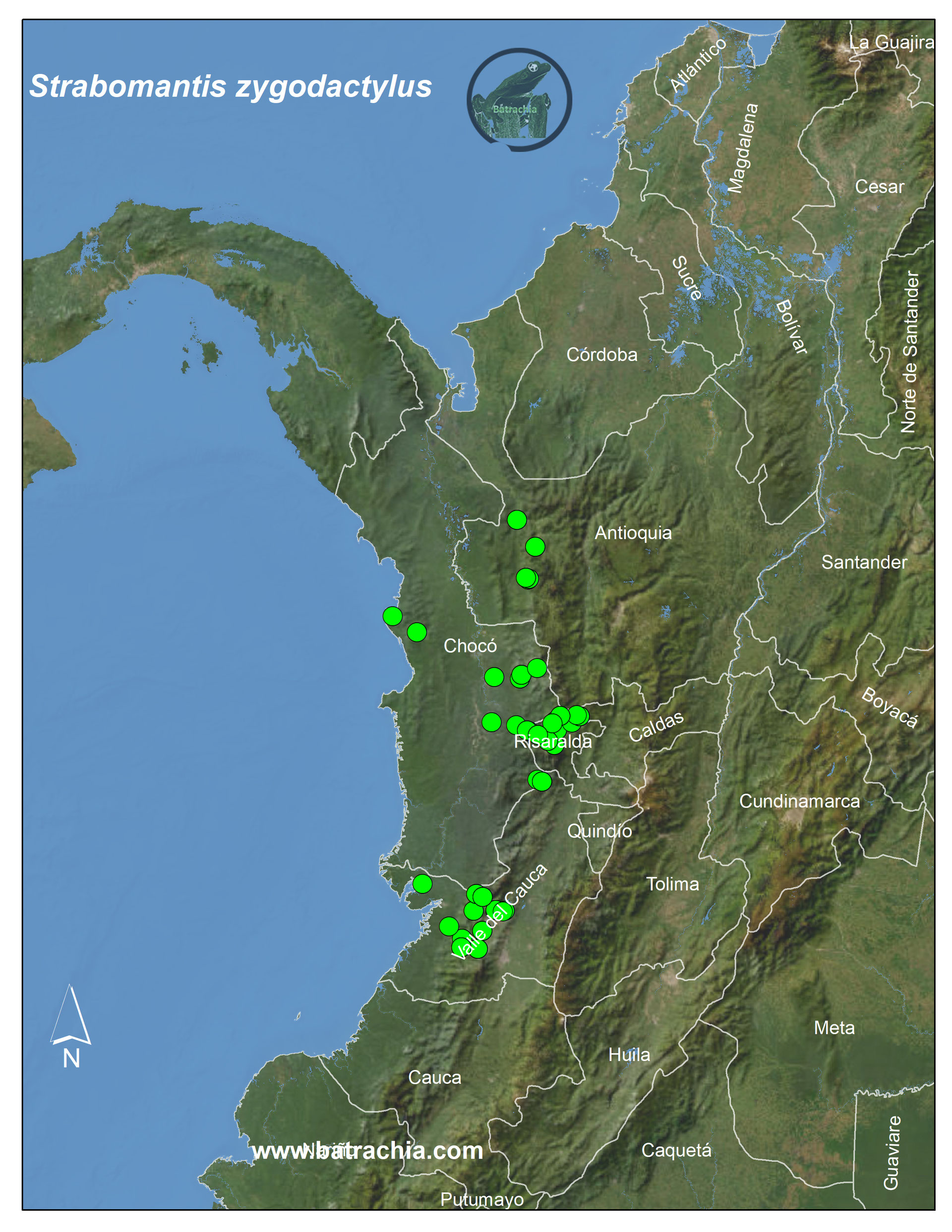 Strabomantis zygodactylus - Lista de Los Anfibios de Colombia