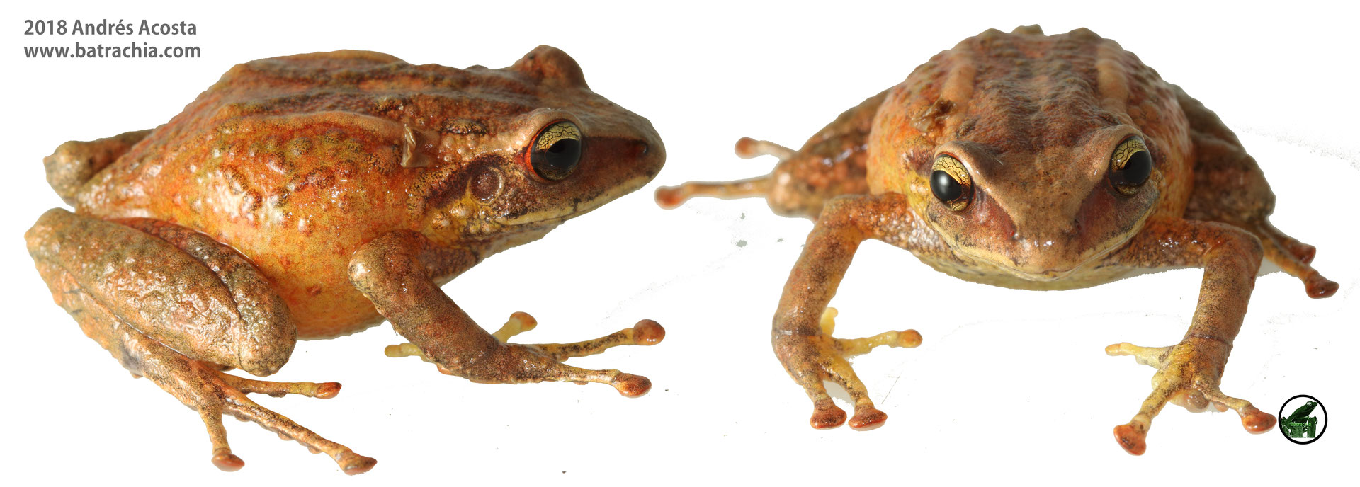 Pristimantis anolirex - Lista de Los Anfibios de Colombia