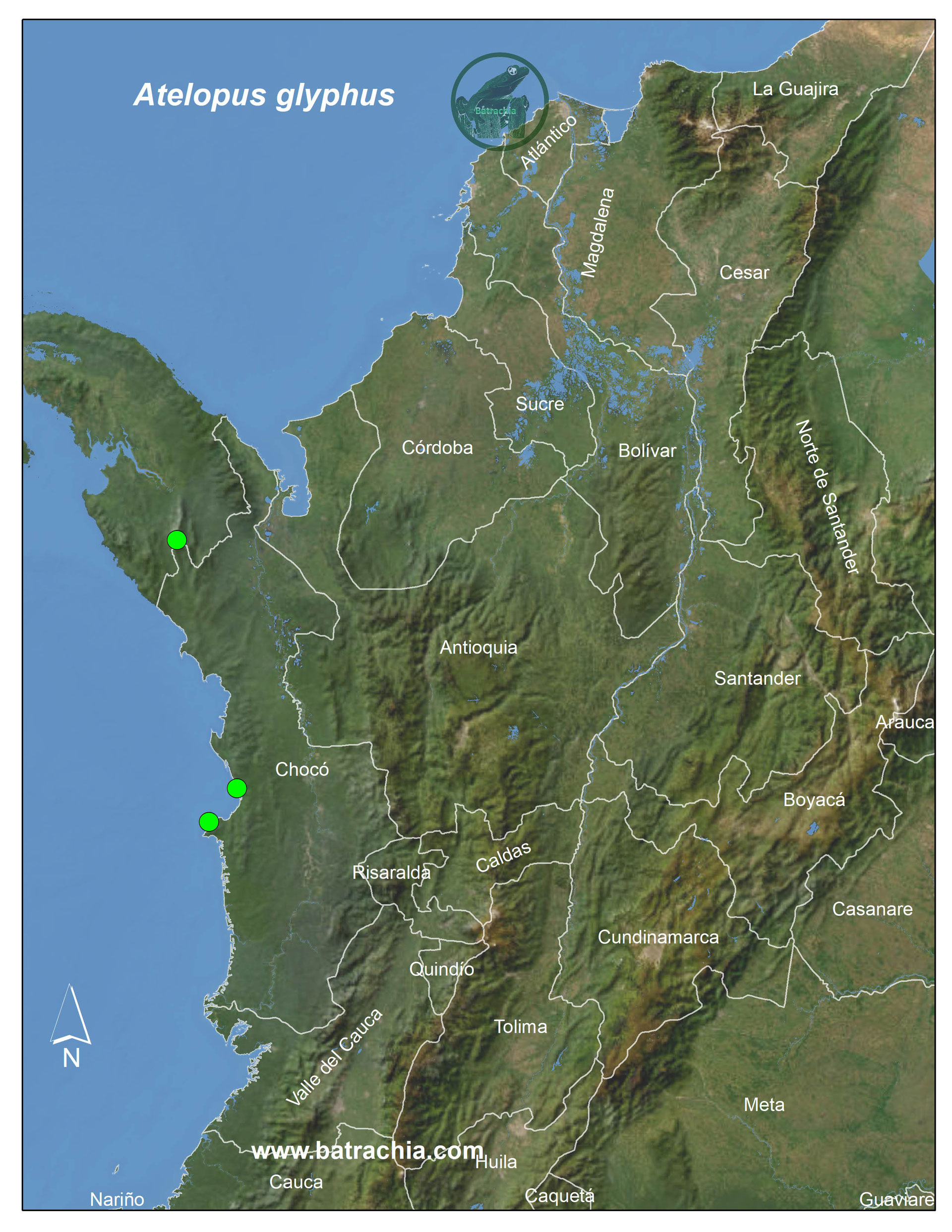 Atelopus glyphus - Lista de Los Anfibios de Colombia