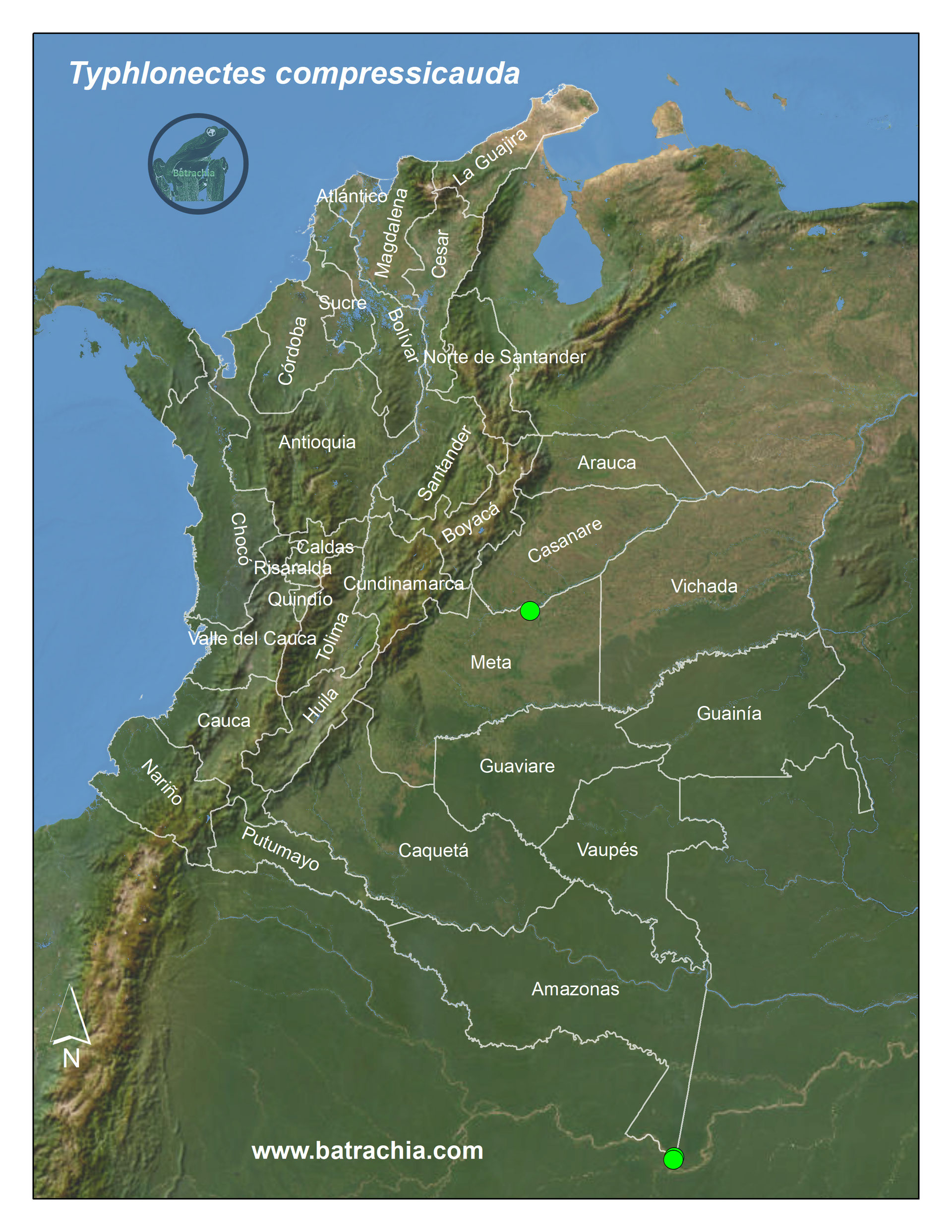 Typhlonectes compressicauda - Lista de Los Anfibios de Colombia