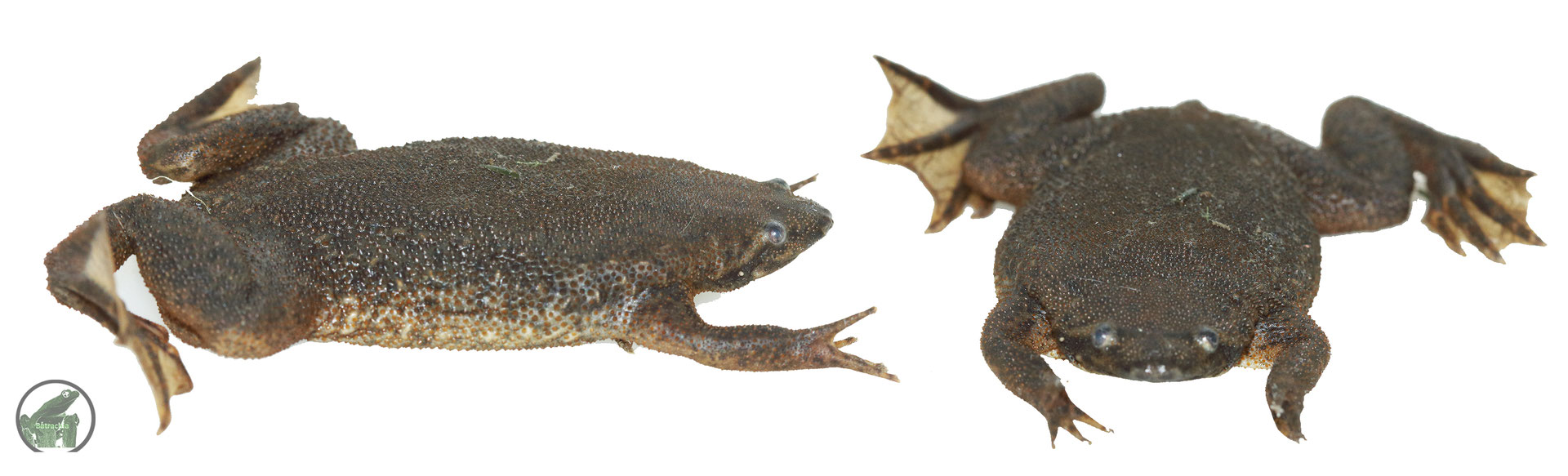 Pipa myersi - Lista de Los Anfibios de Colombia