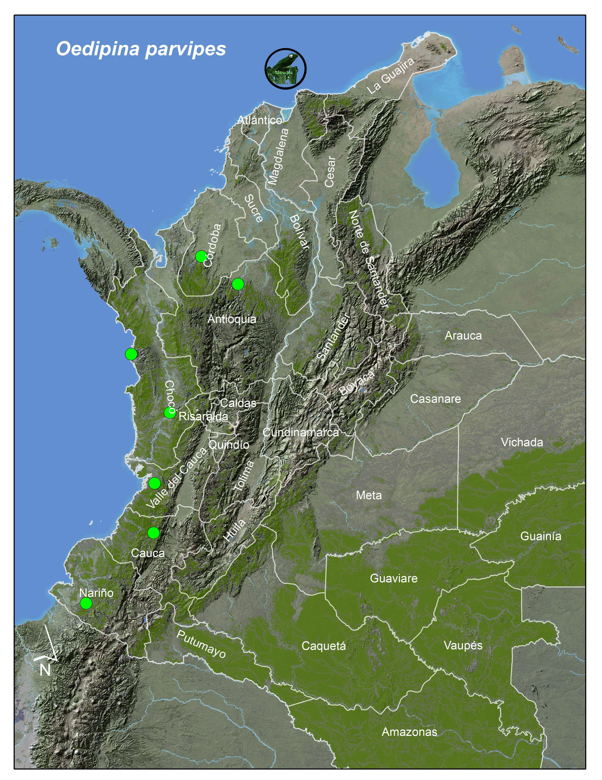 Oedipina parvipes - Lista de Los Anfibios de Colombia