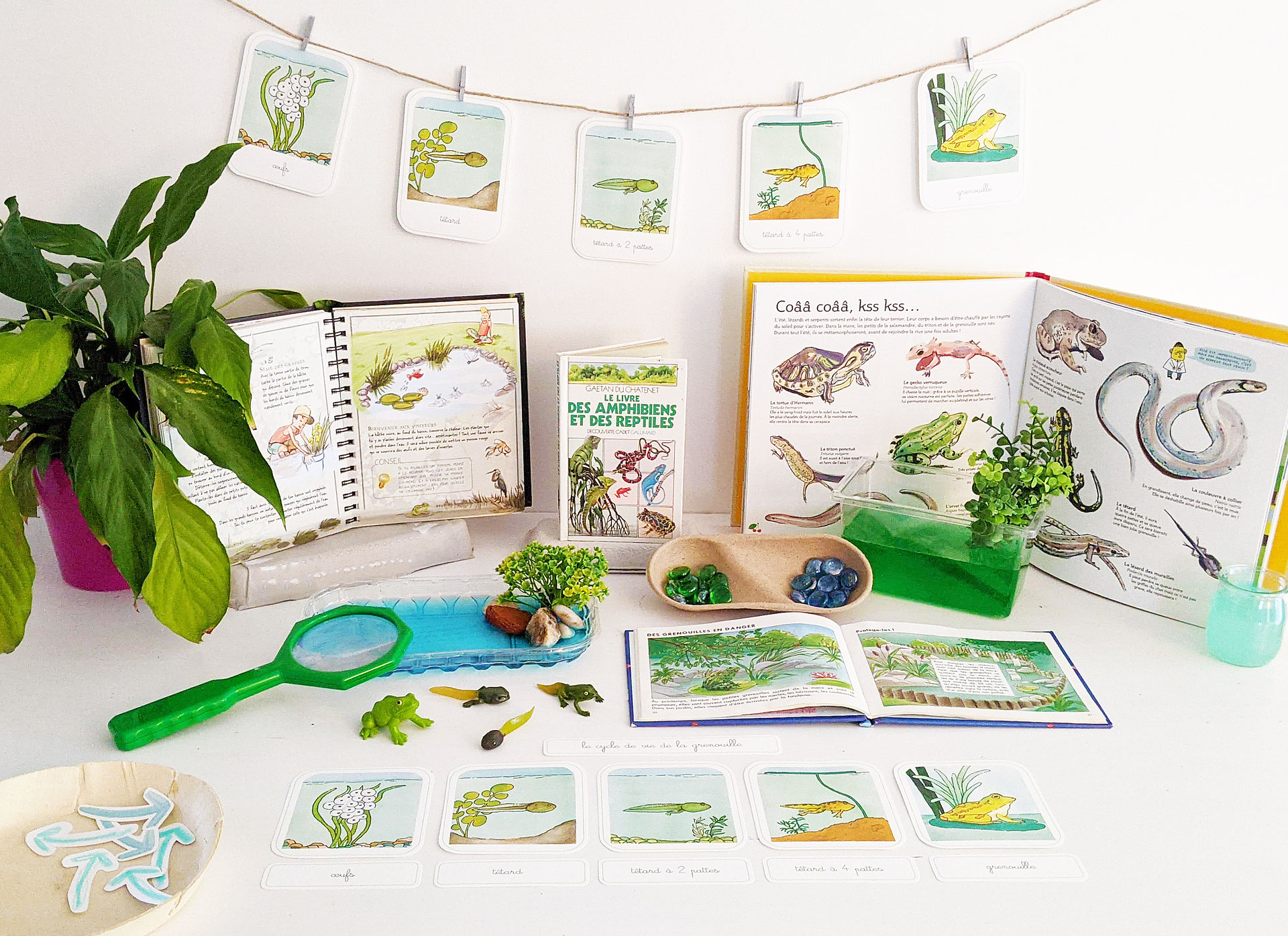 Kit "Cycle de vie de la grenouille" - Site de ieflili