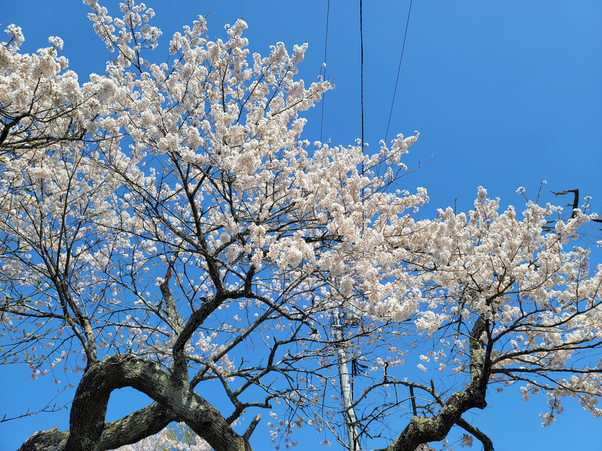 令和5年の桜 - mio-tec ページ！