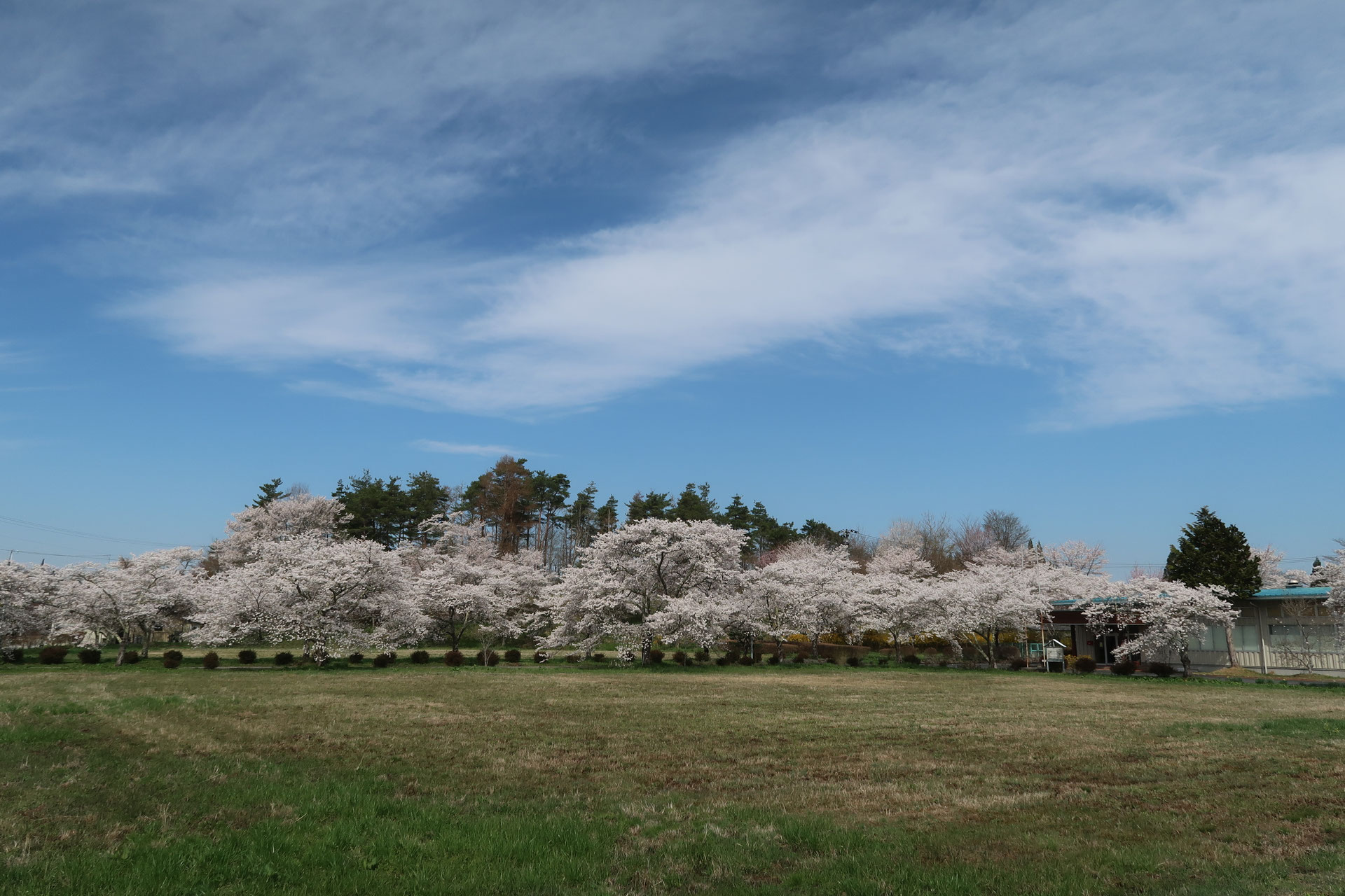 令和5年の桜 - mio-tec ページ！