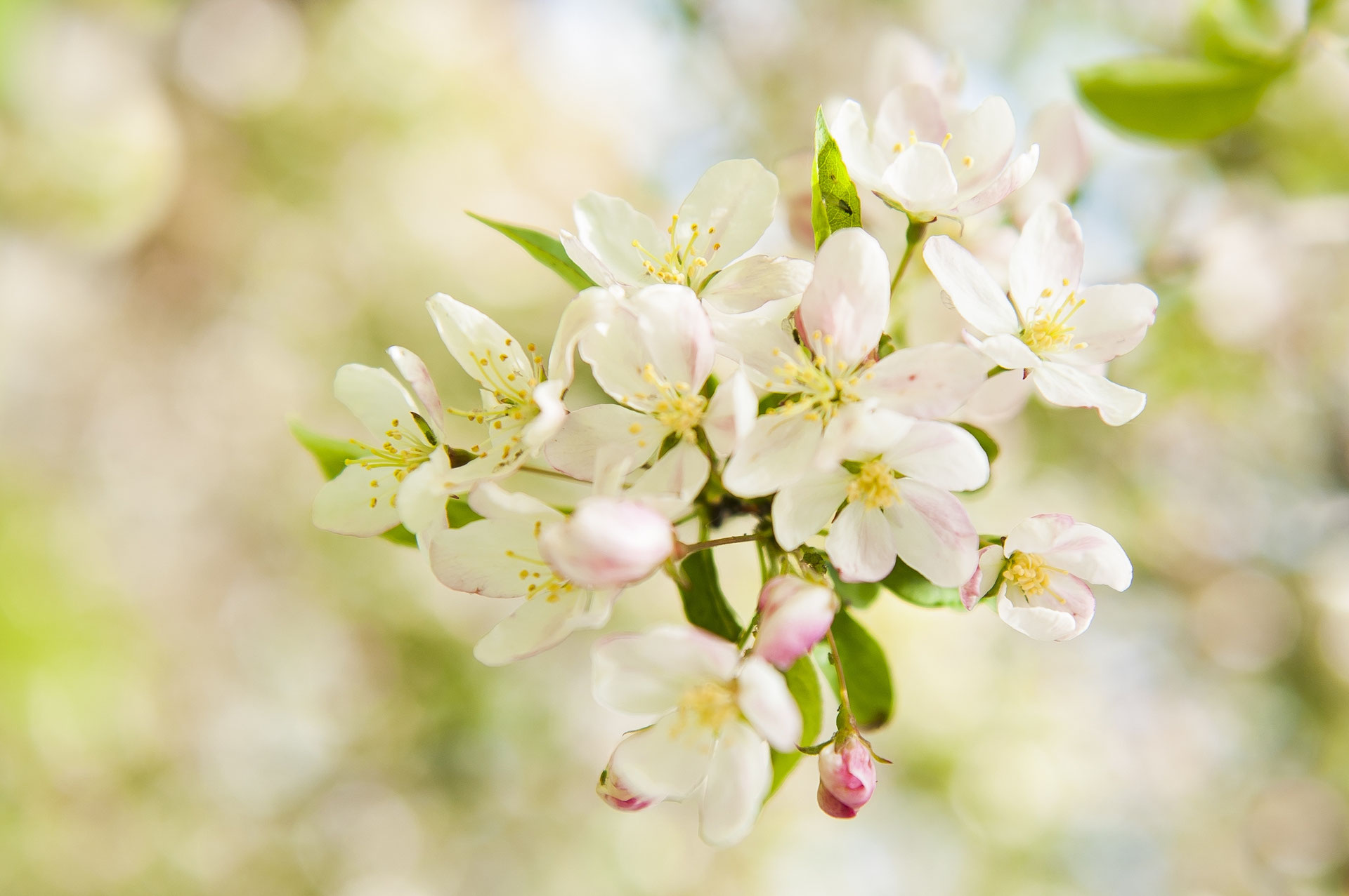 Fotografietips voor het fotograferen van bloesem - mrtfotografie ...