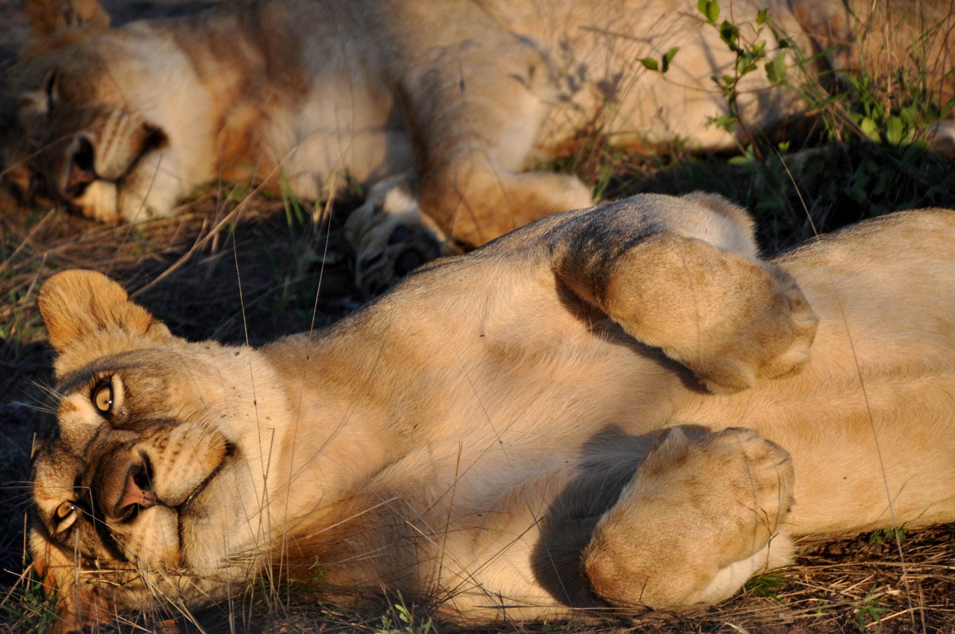 FallBeck - Willkommen bei Veit Beck!