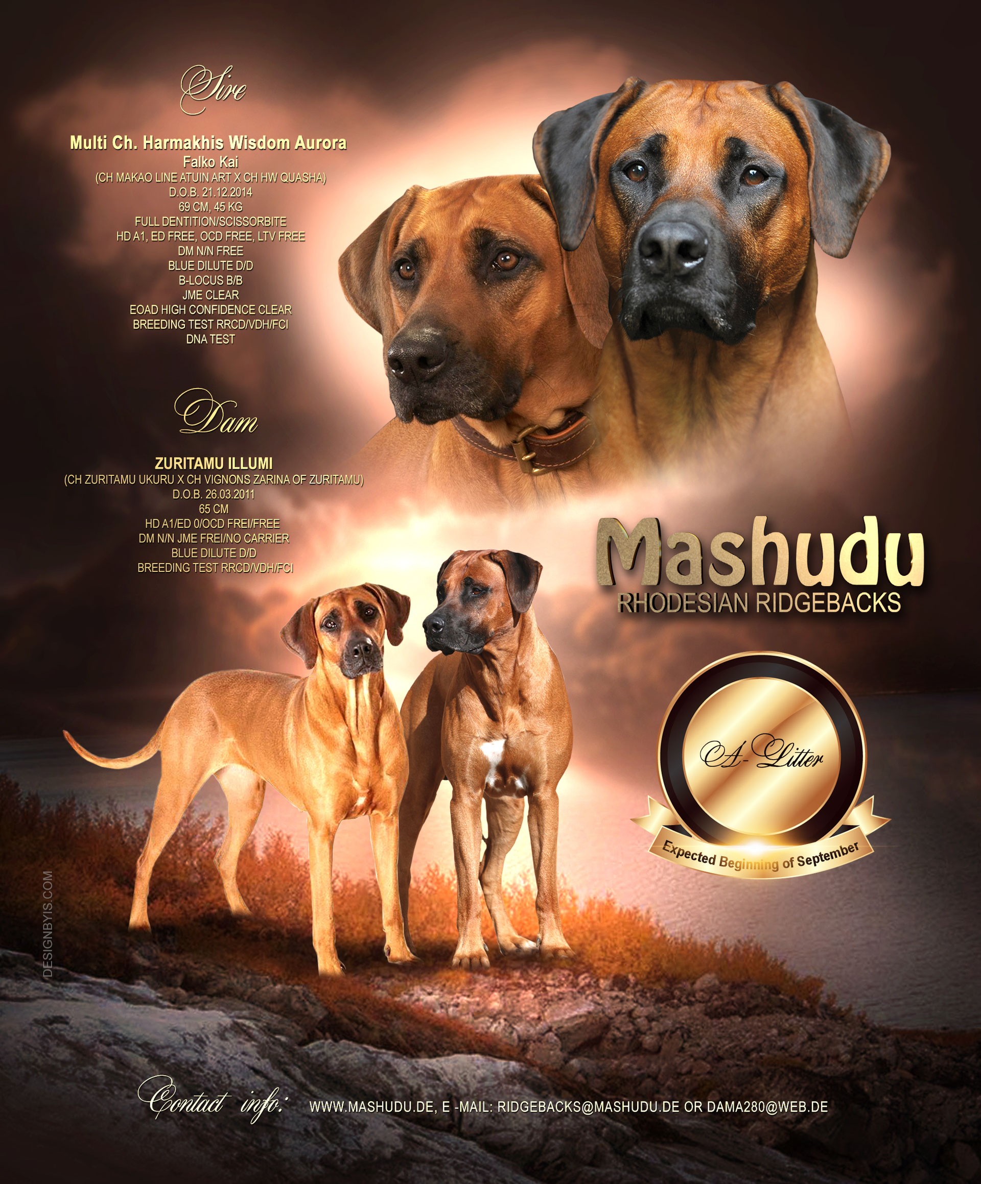 News - Mashudu Rhodesian Ridgebacks