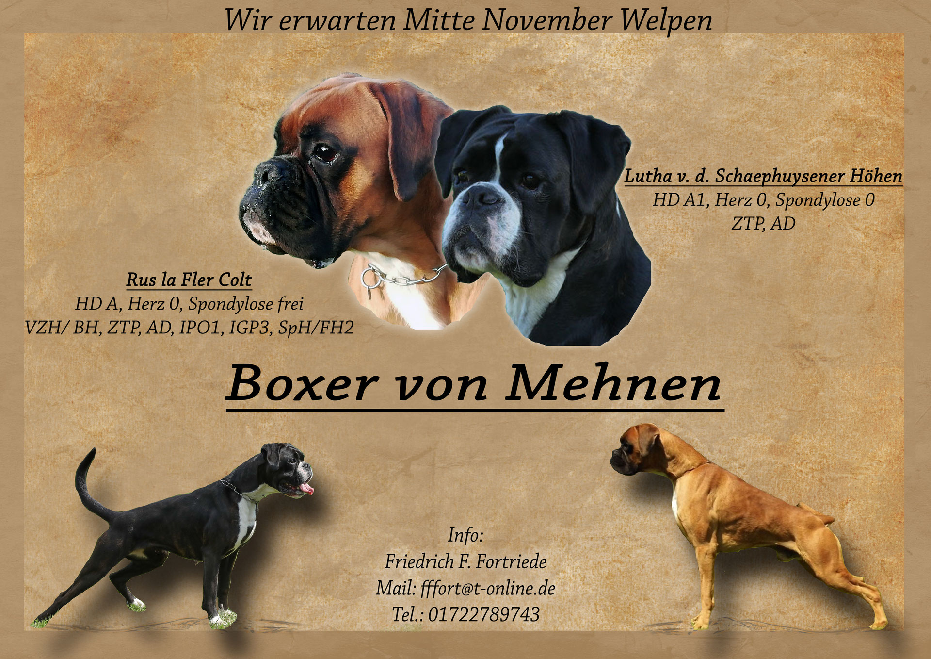 We Did it again - boxer-von-mehnens Webseite!