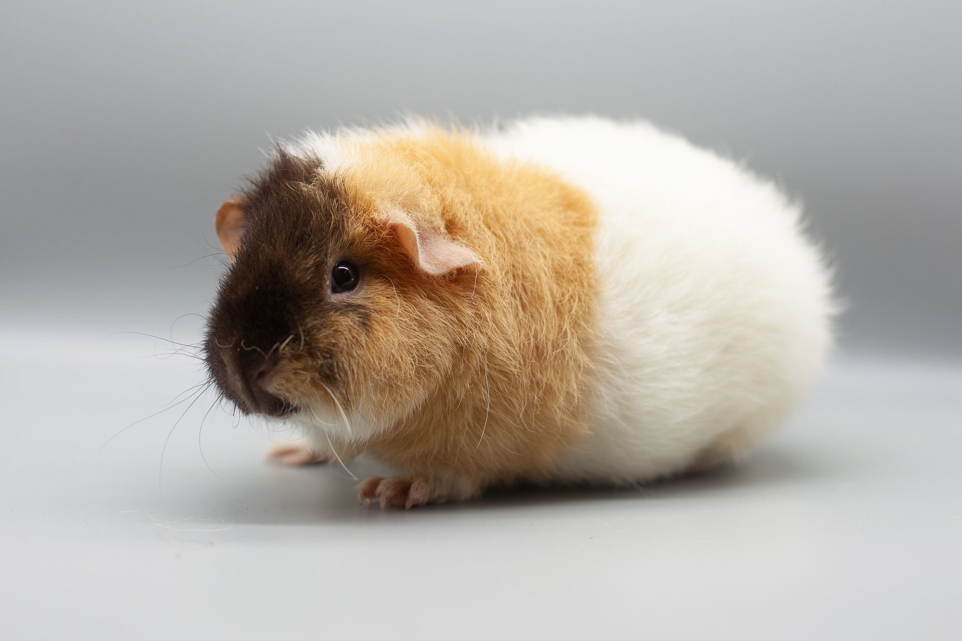 US - Teddy - wiesengrundhupfiess Webseite!