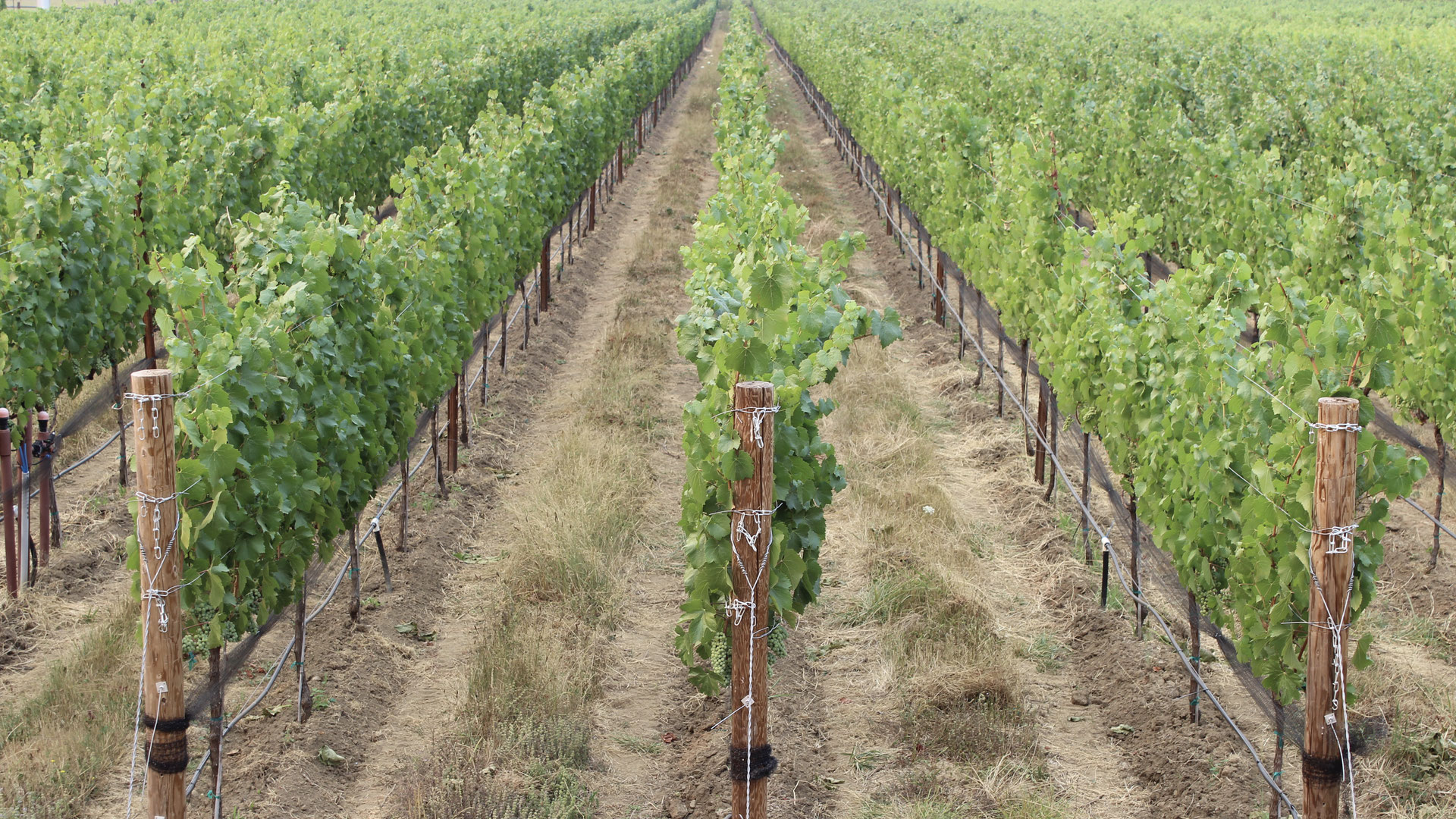 (MICRO)BIOLOGY TO BOTTLE - apricityvineyard