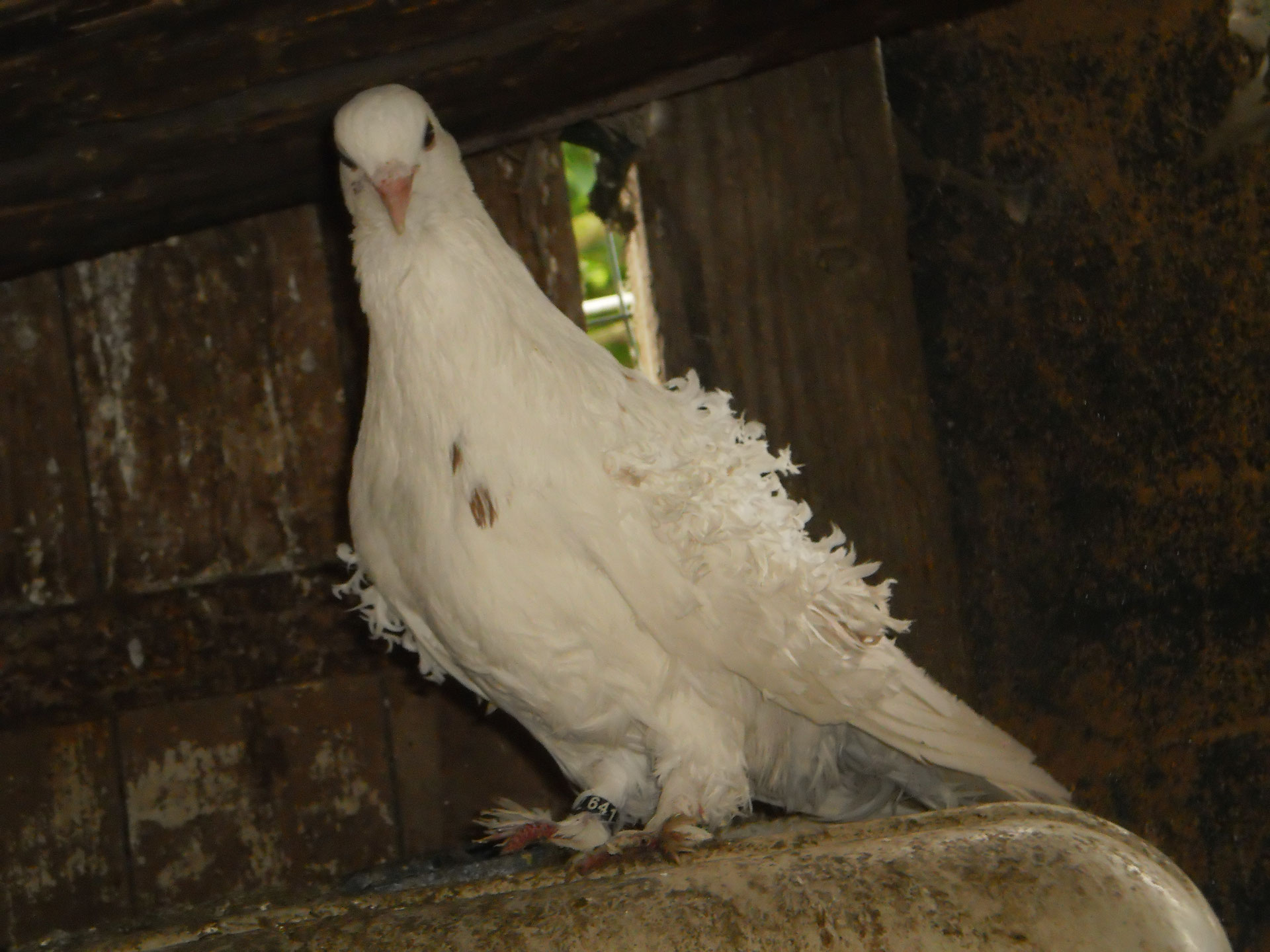 pigeon - Site de passionpekin