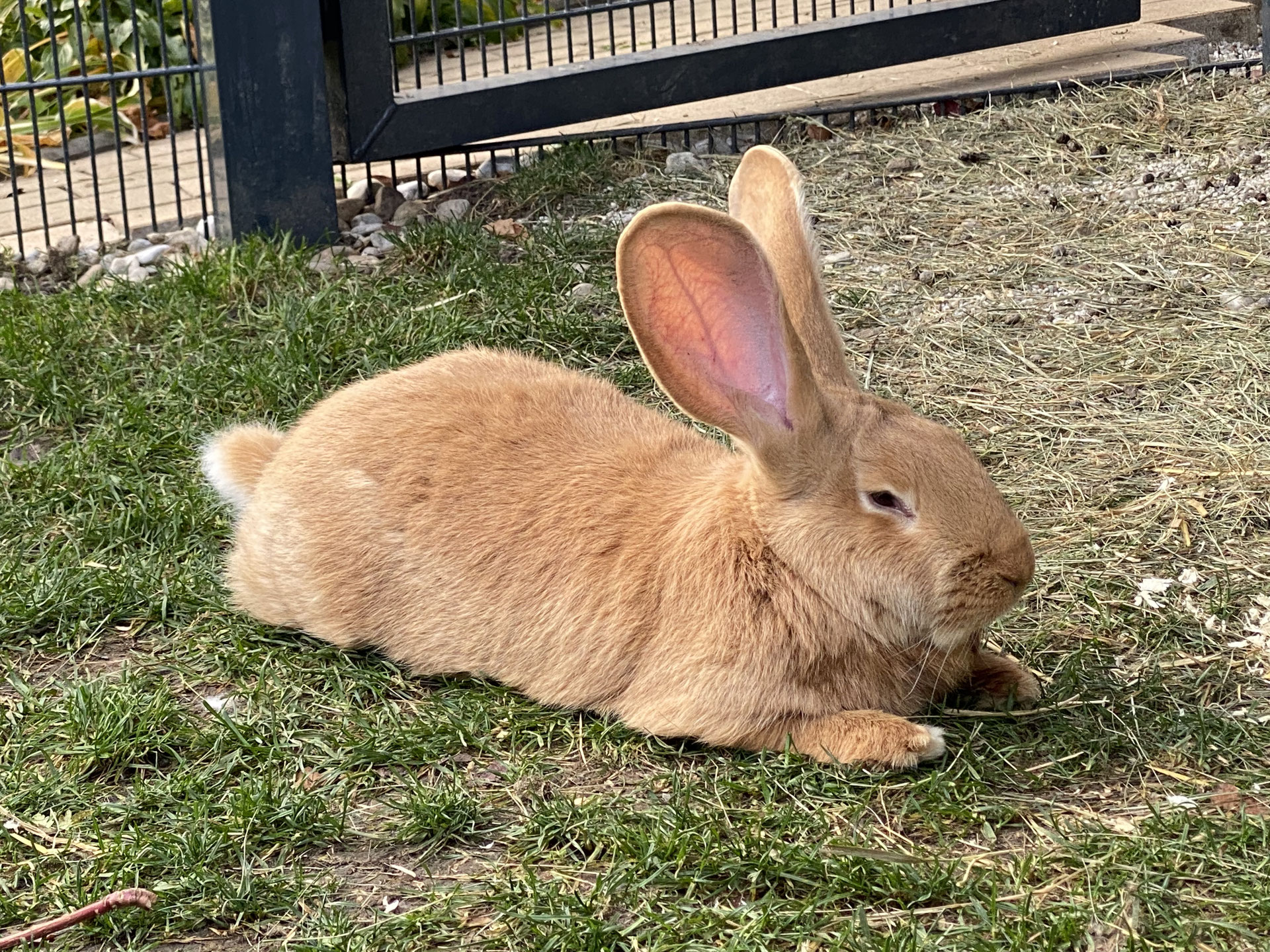 Riesen Gelb - riesenkaninchen in den Farben Gelb und Weiß