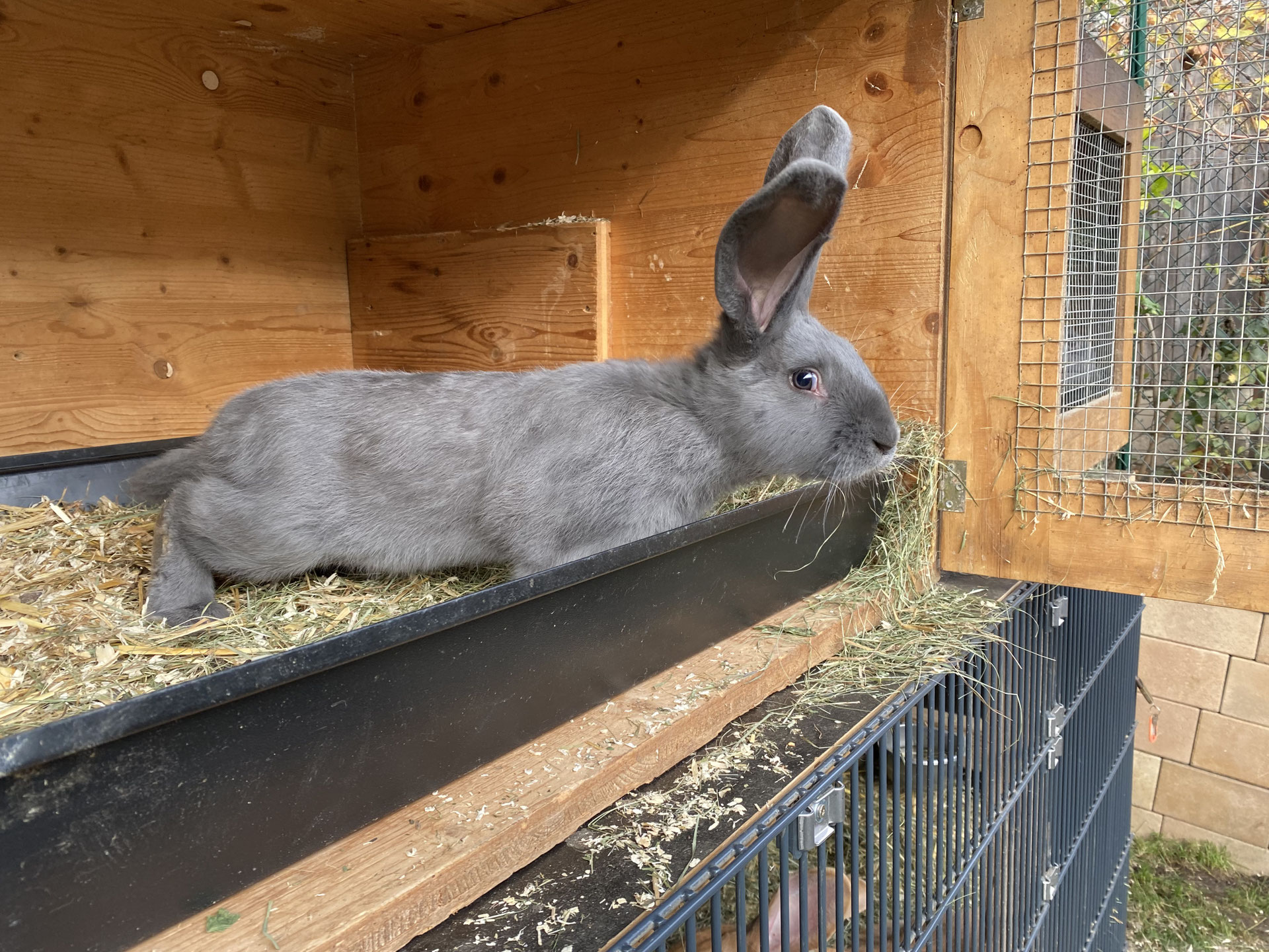 Riesen Blau - riesenkaninchen in den Farben Gelb und Weiß