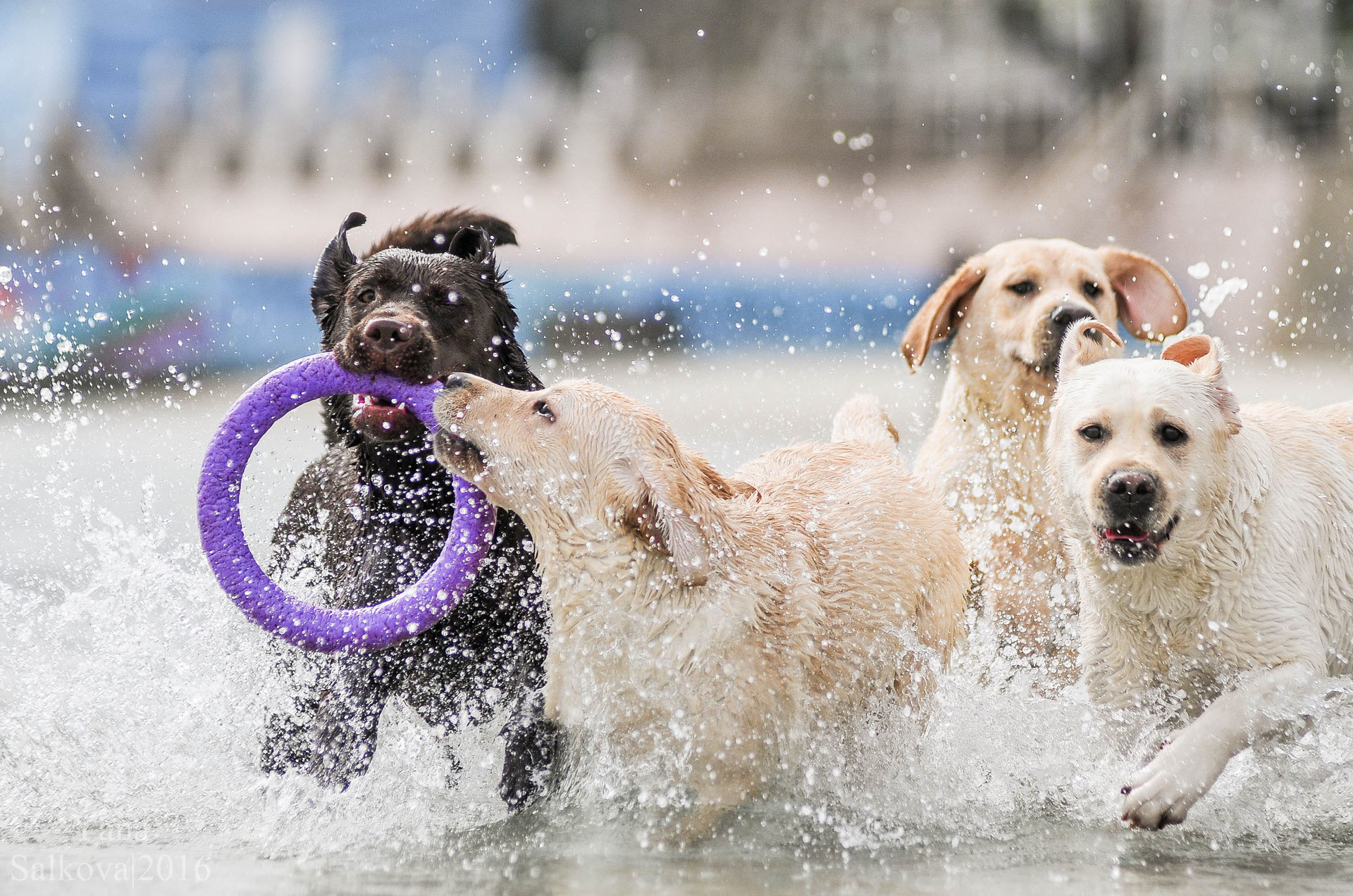 Питомник лабрадоров Vailet'S - Сайт vailets!