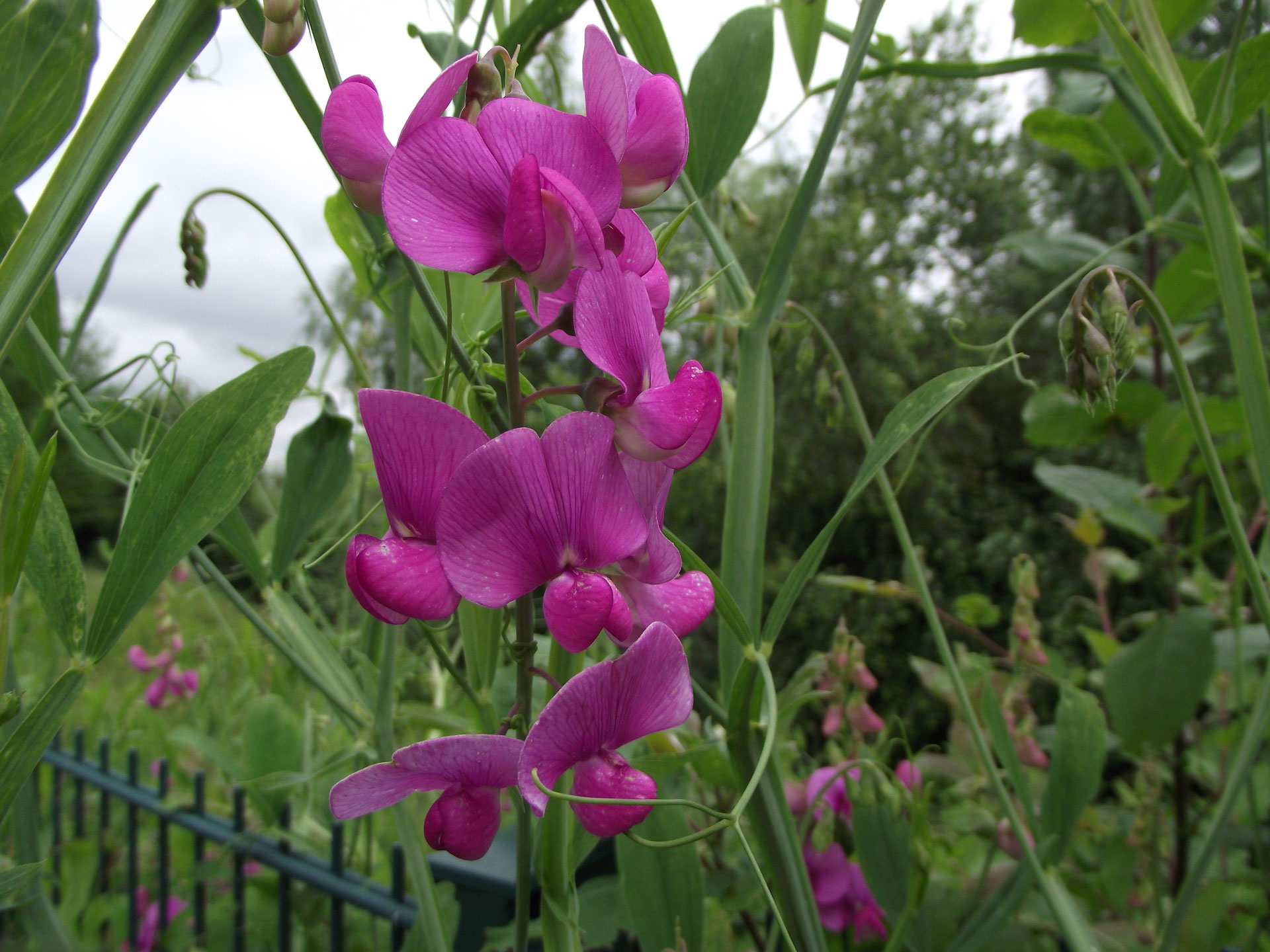 Leguminosen (Fabaceae) - Heilwiese Wildpflanzenbestimmung
