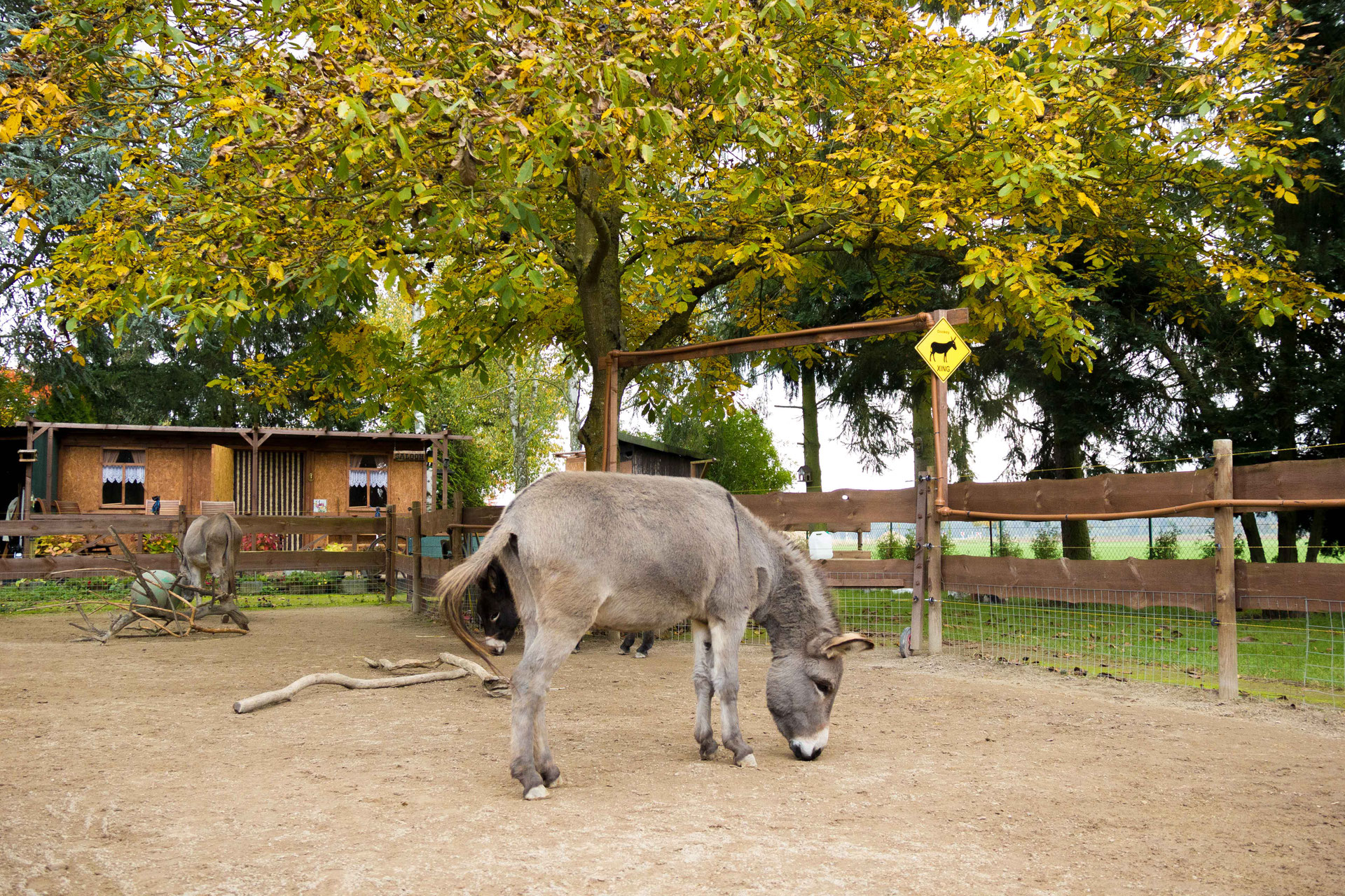 Eselhaltung - kleine-eselranchs Webseite!