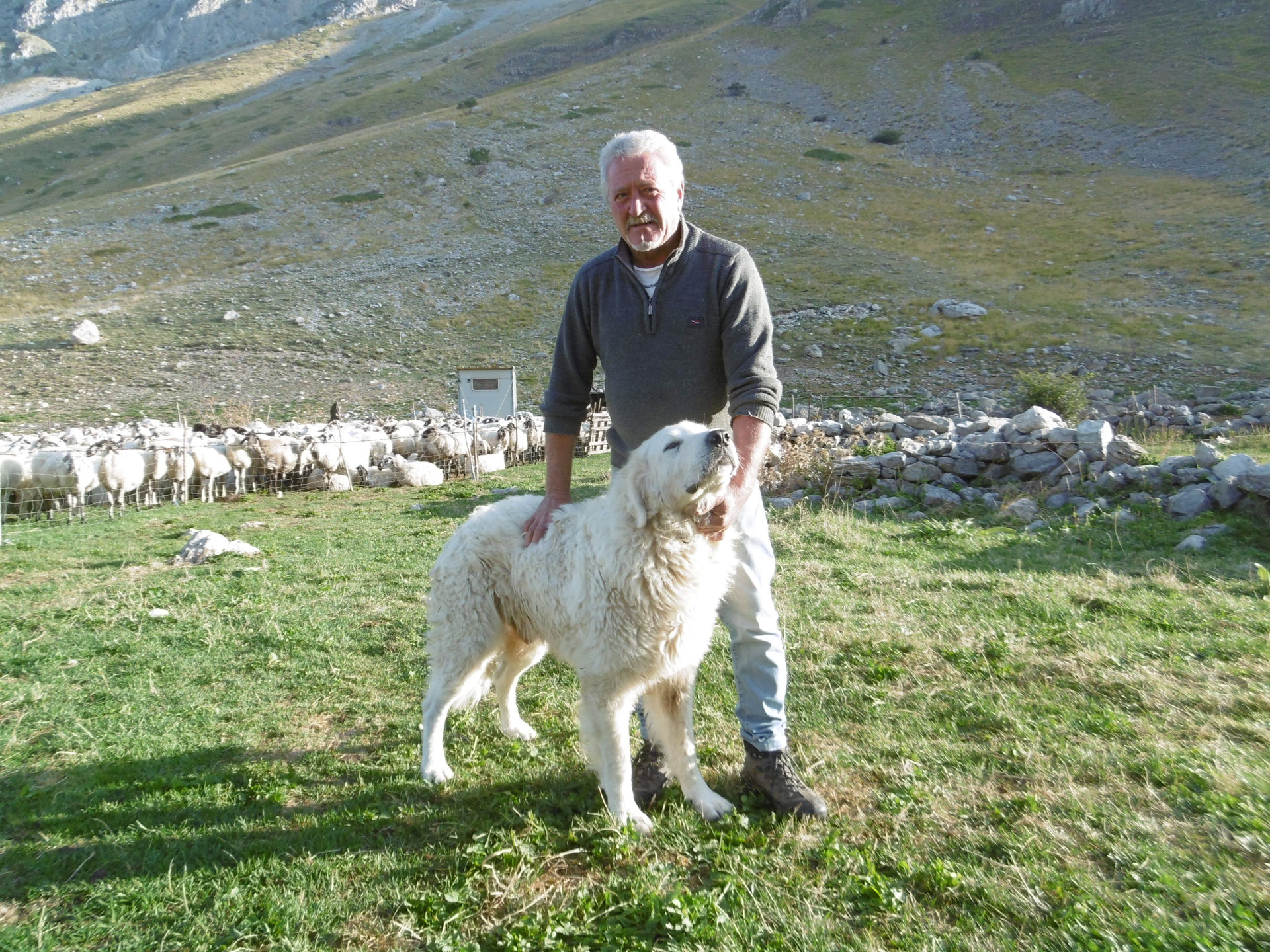 foto cani - Freddy Barbarossa cani pastori abruzzesi