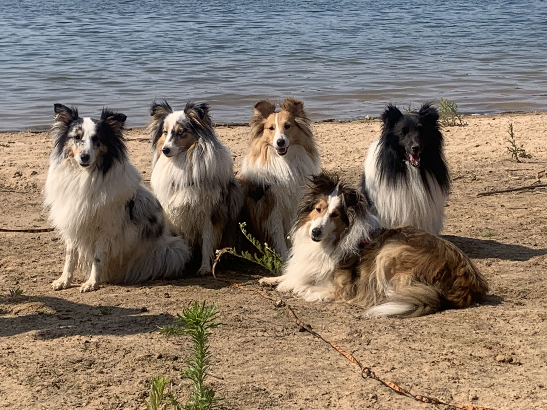 Wurfplanung - shelties-vom-seenlands Webseite!