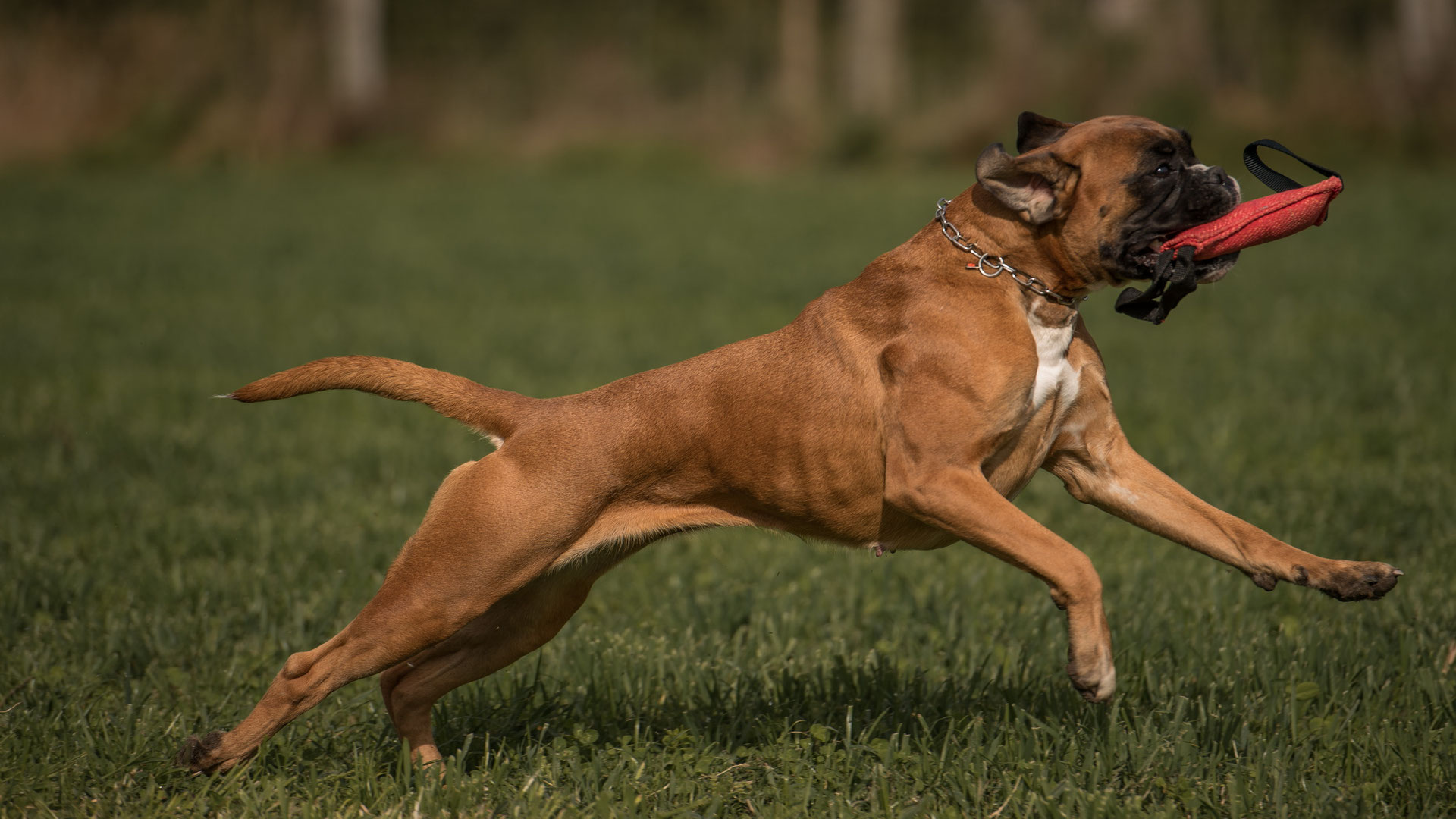 Deutscher Boxer - 1510572399s Webseite!