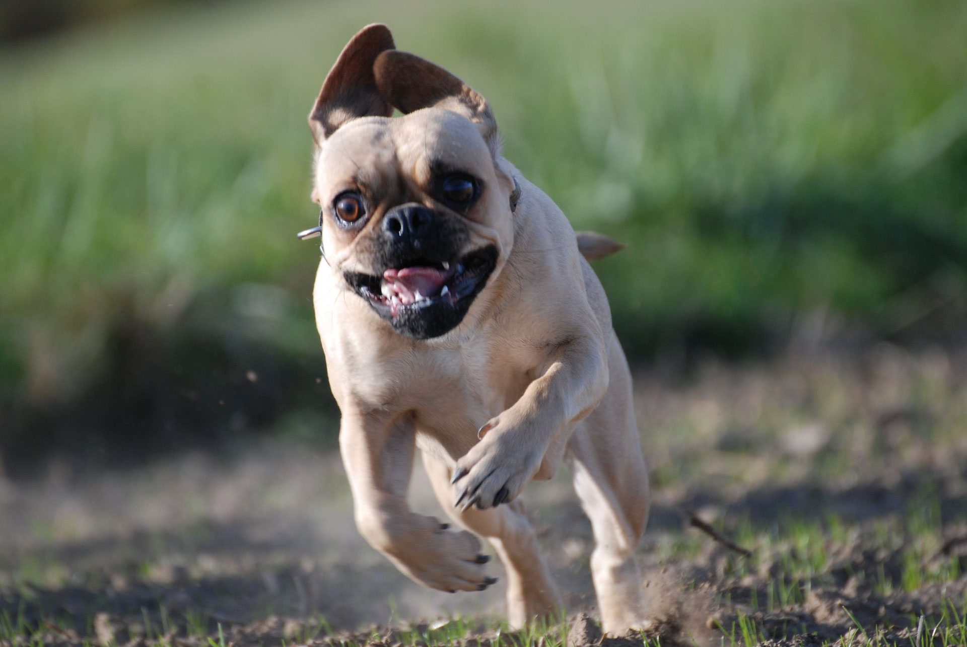 Natron - german-puggles Webseite!