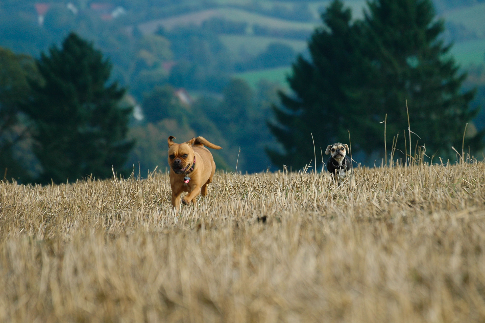 Magnesium - german-puggles Webseite!