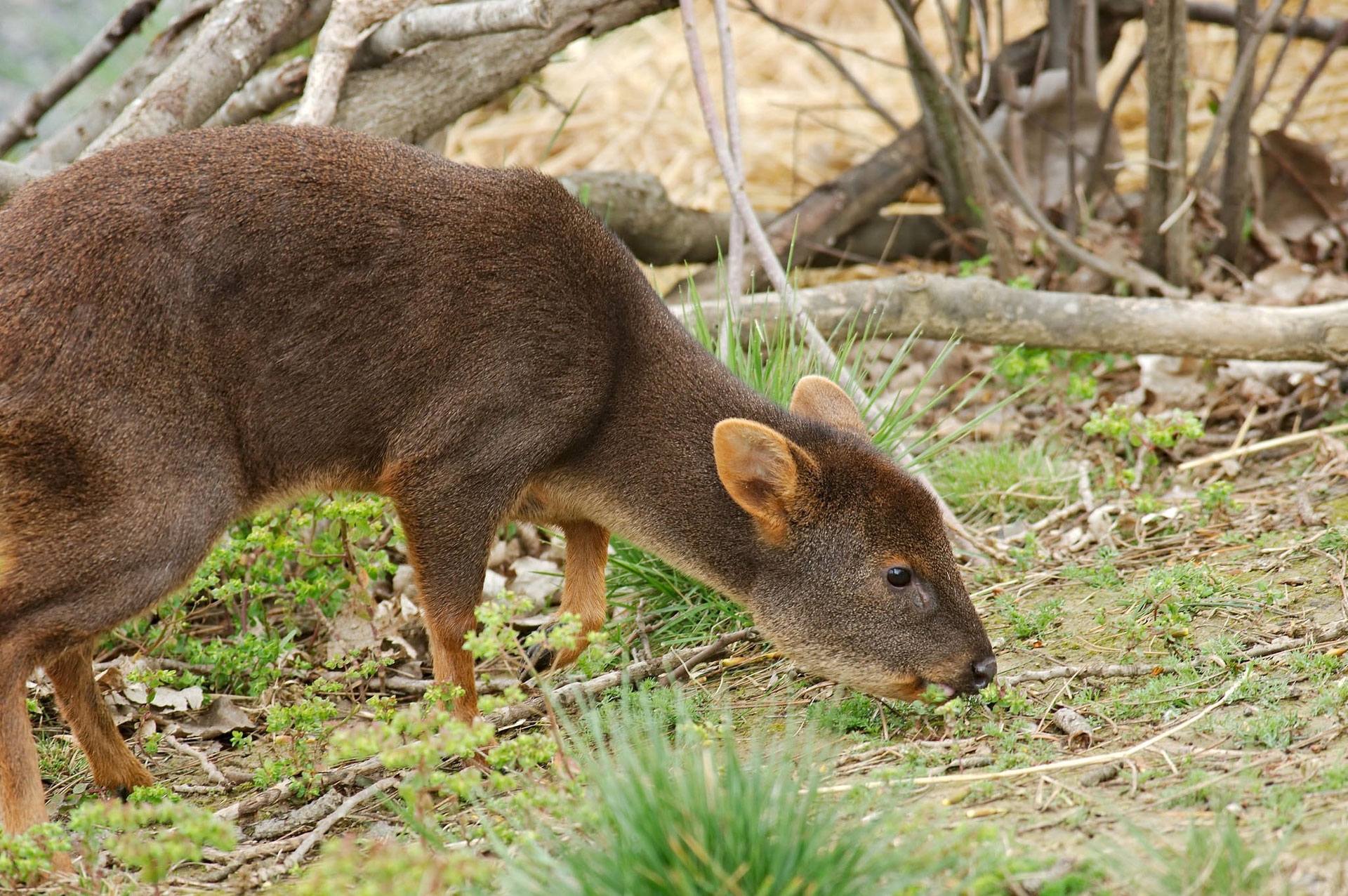 Pudu des Andes : poids, taille, longévité, habitat, alimentation ...