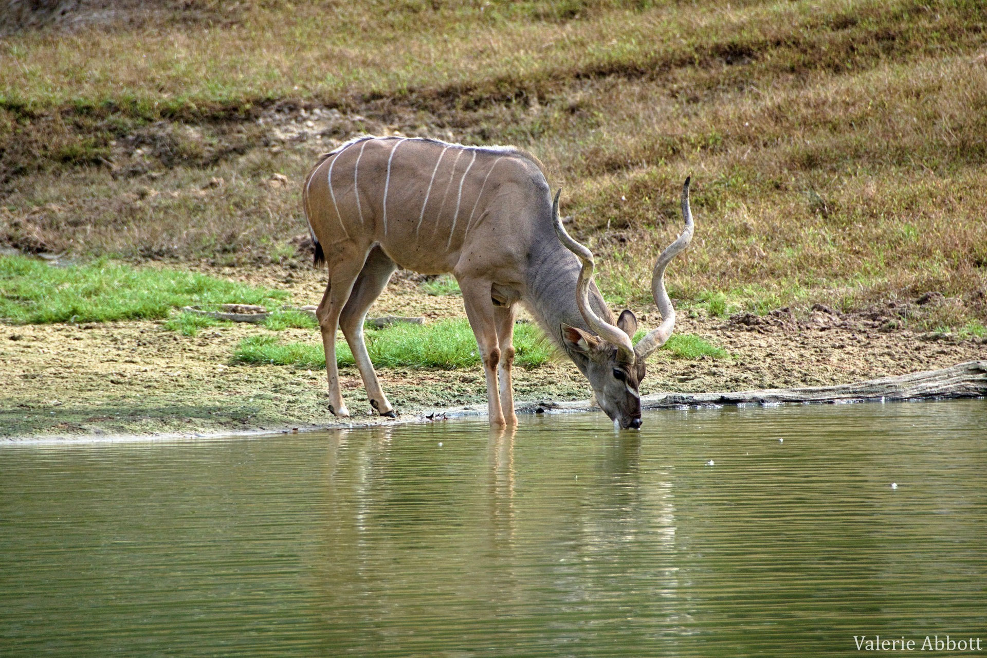 Grand koudou : poids, taille, longévité, habitat, alimentation ...