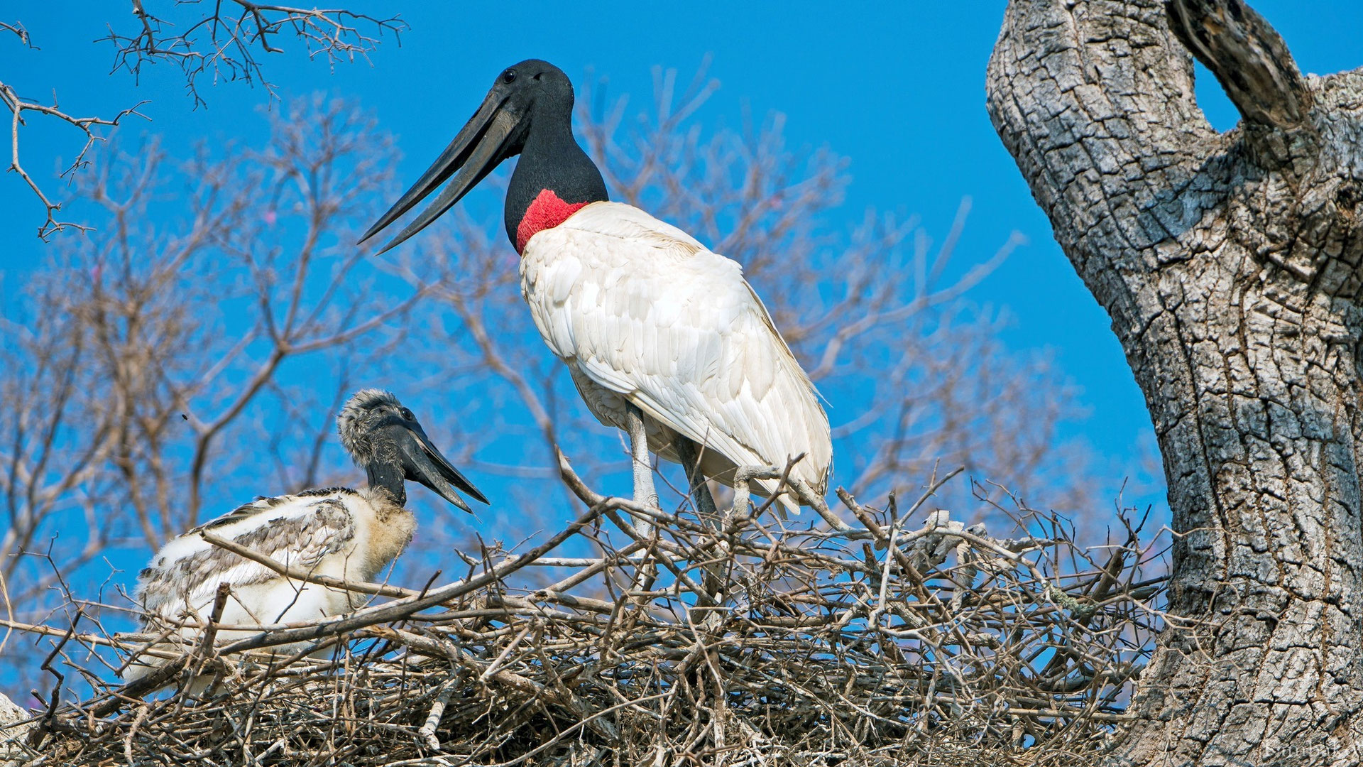Jabiru d'Amérique - Dictionnaire des Animaux - Diconimoz