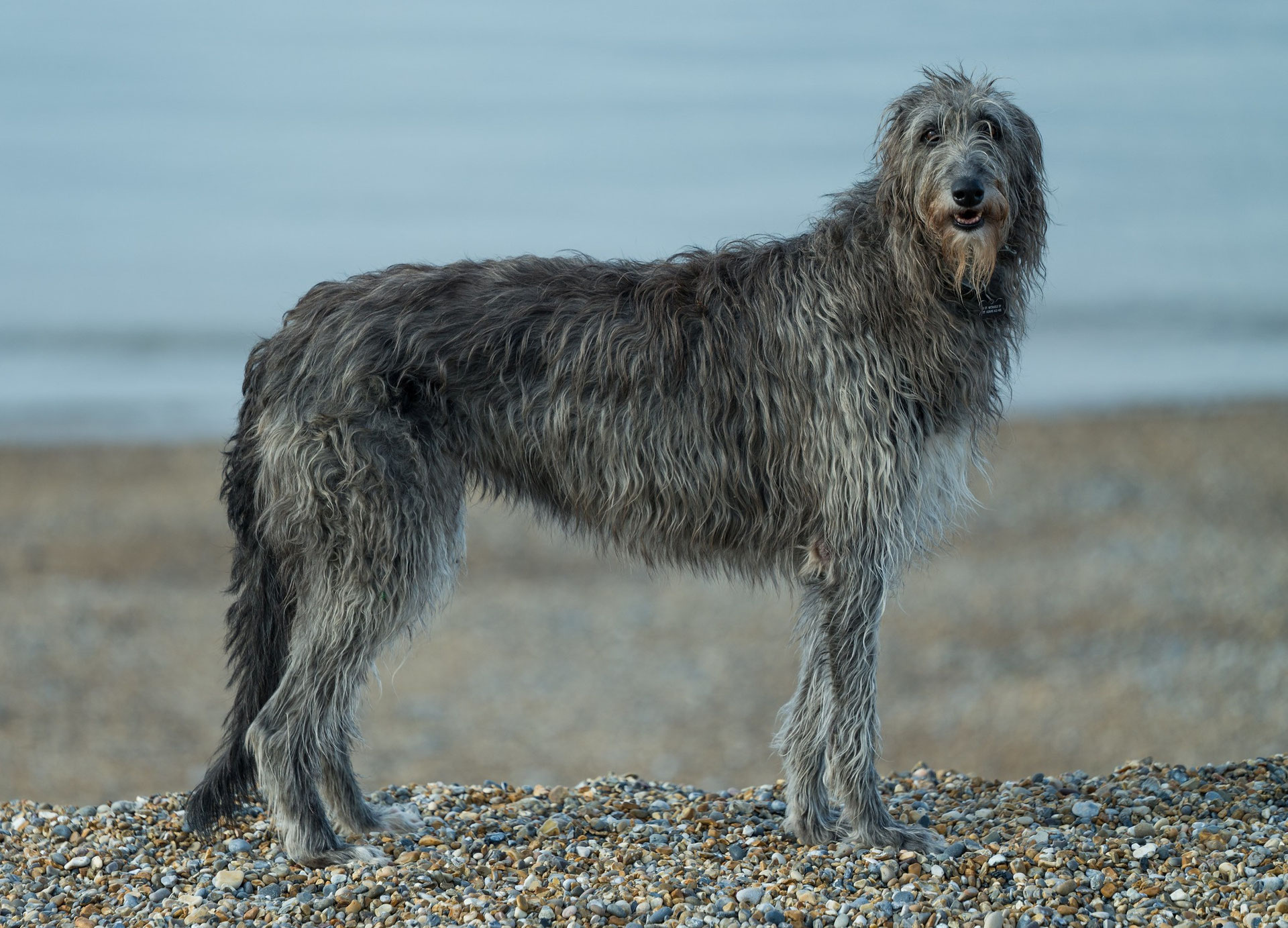 Deerhound - Lévrier Ecossais : Origine, caractère, santé, couleur ...