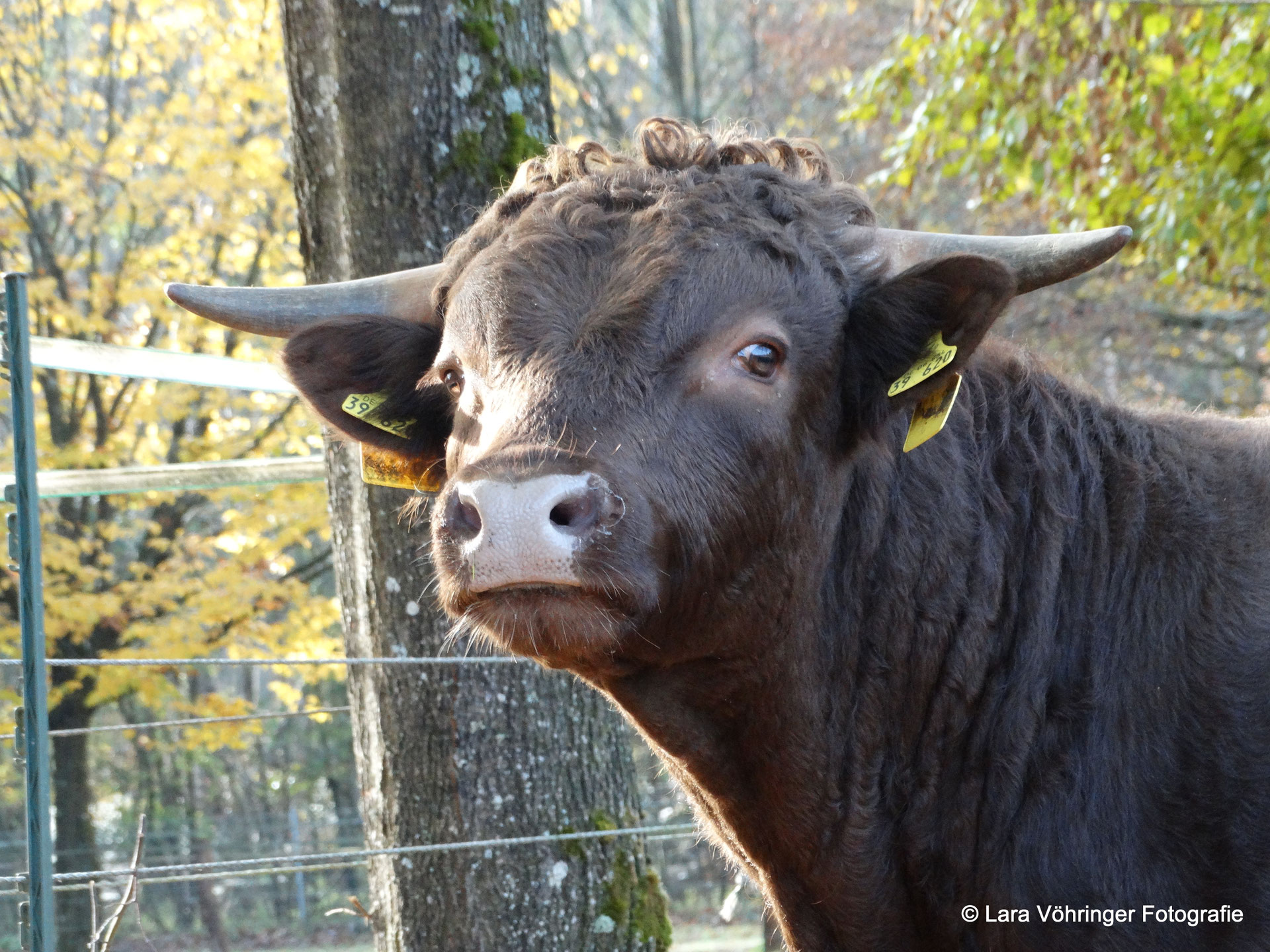 BULLE - dextervomnesselbachs Webseite!