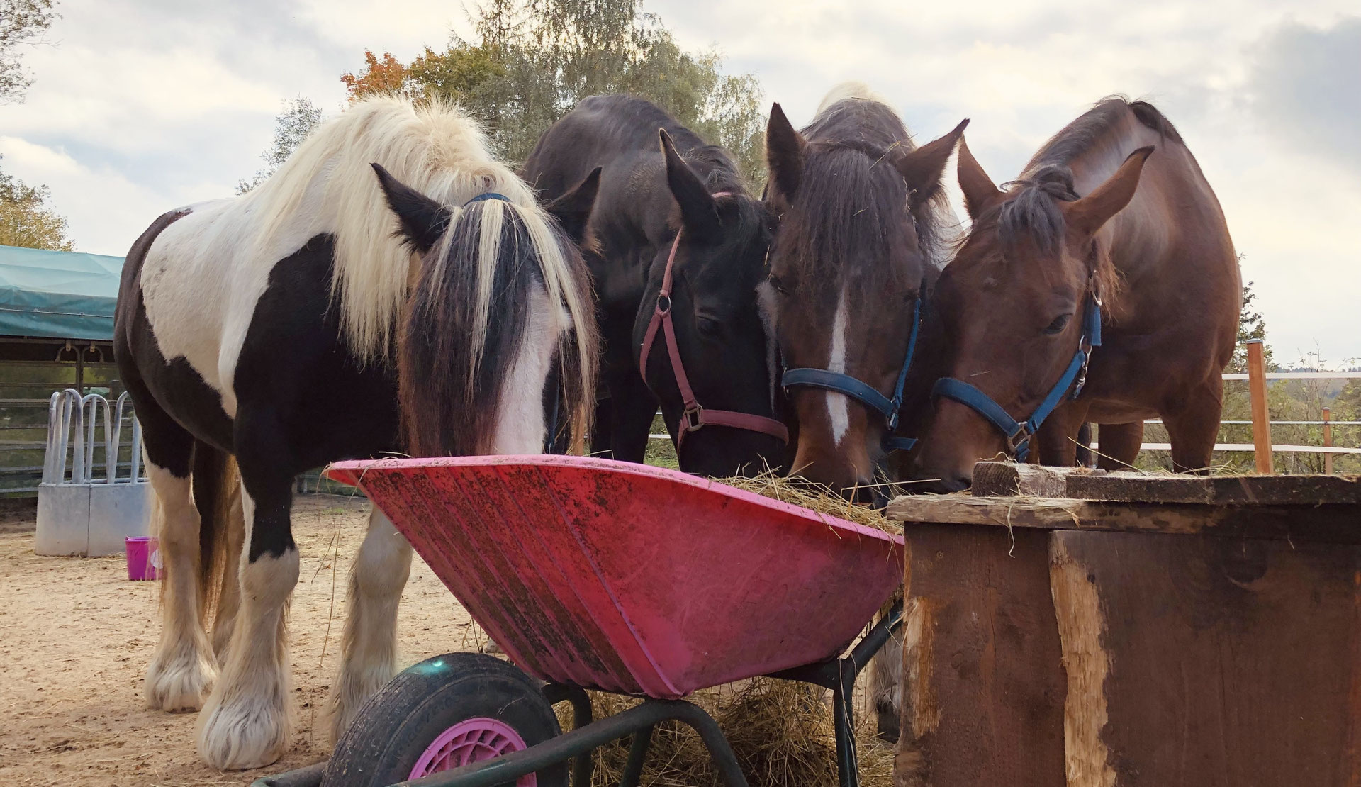 Home - Puderrosa Ranch