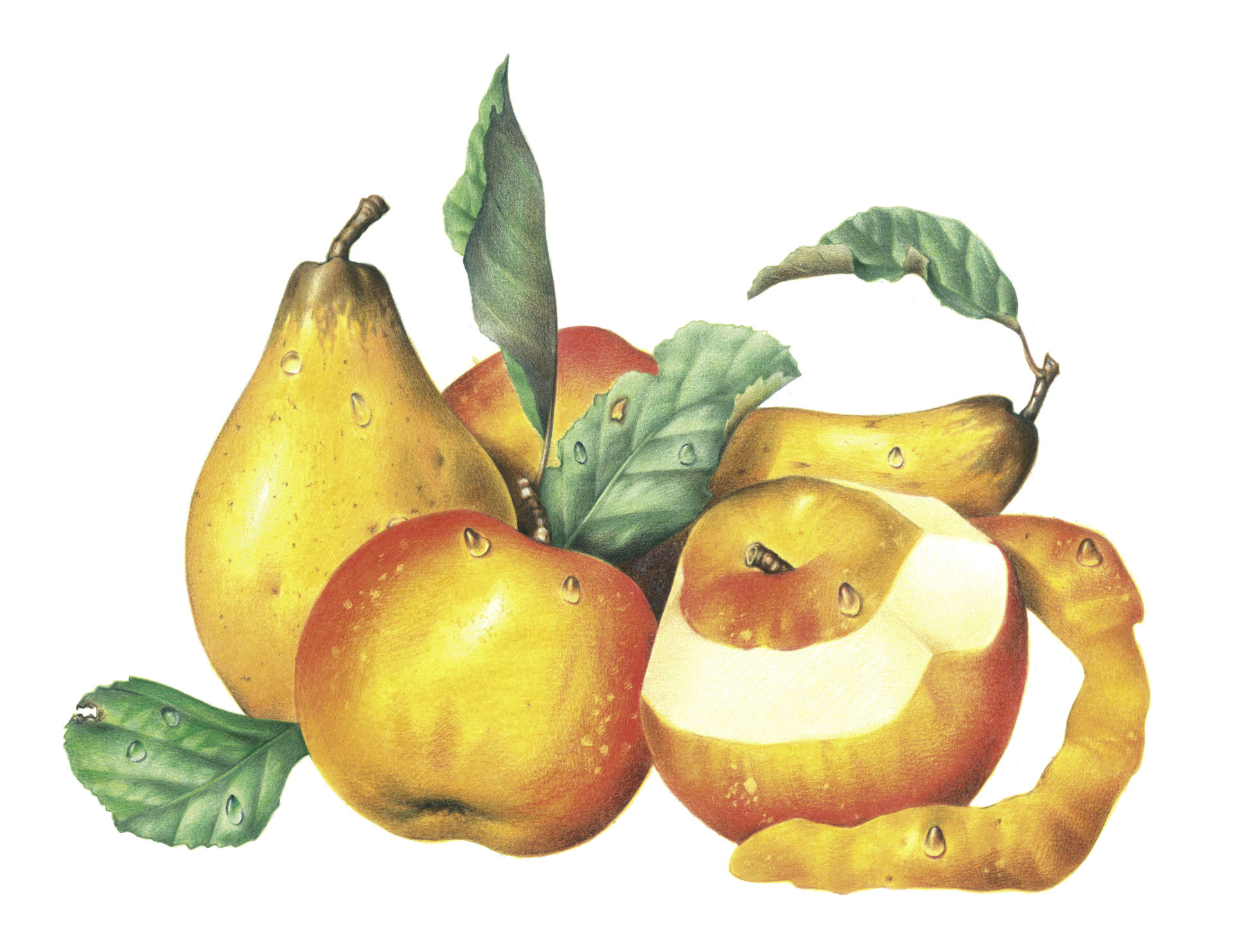 Pira "Gulielmus butyrum" et Malorum "pippin" - Massimiliano Pezzolini's ...