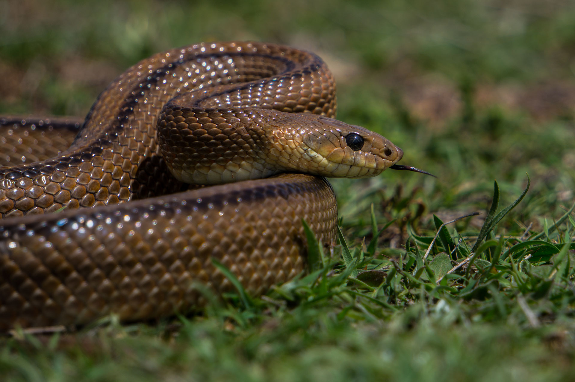 Culebra de escalera (Zamenis scalaris) - Asociación Herpetológica Timon