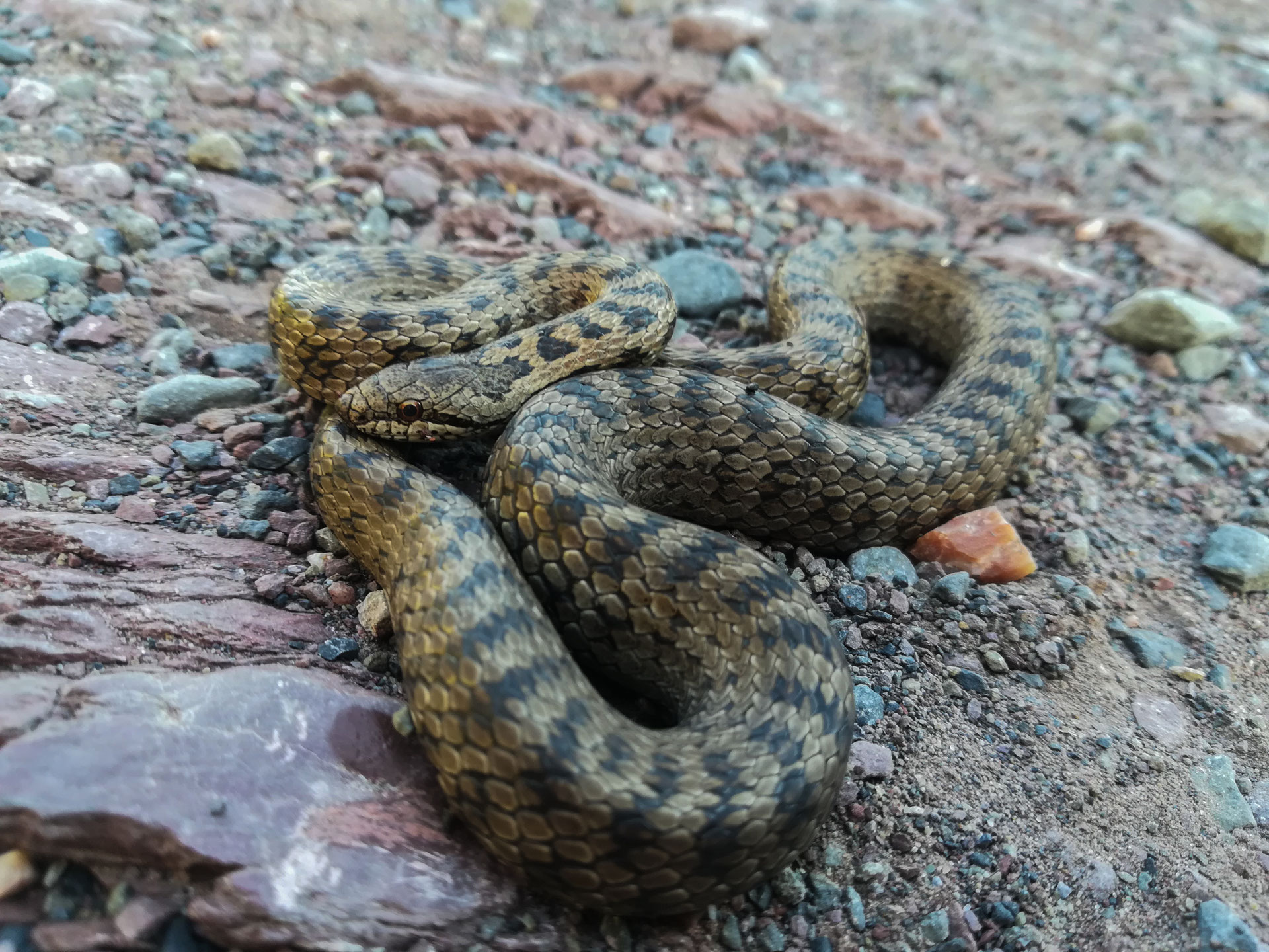 Culebra lisa europea (Coronella austriaca) - Asociación Herpetológica Timon