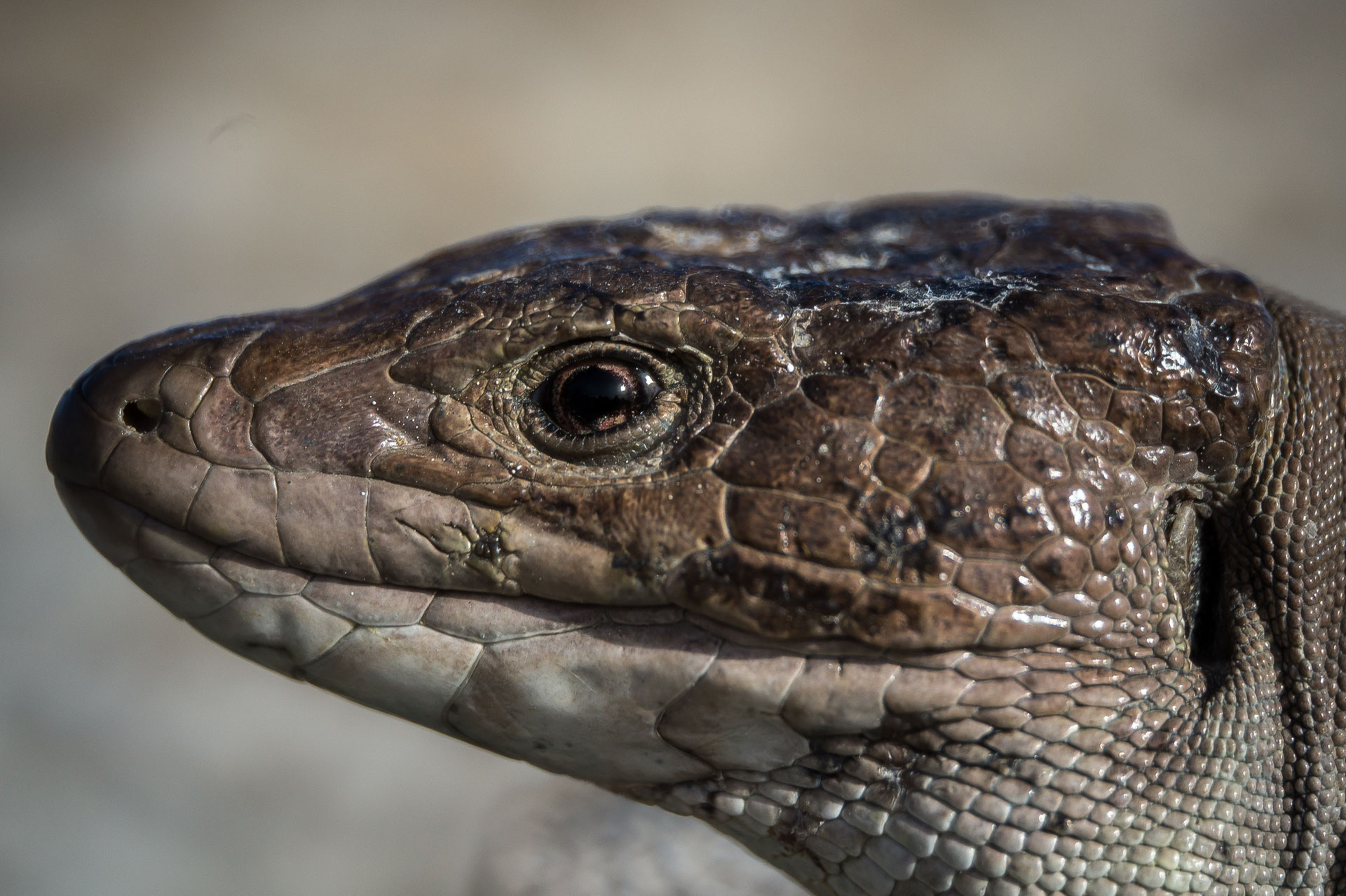Timon nevadensis - Asociación Herpetológica Timon
